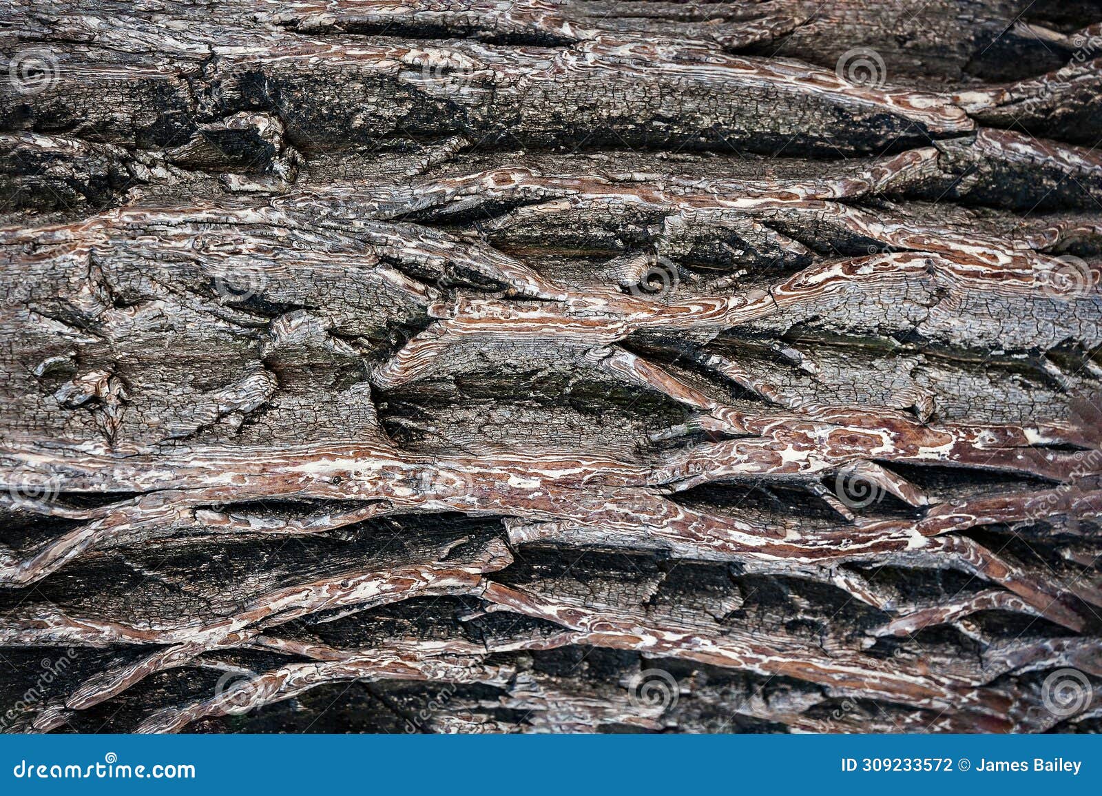 Knarled Tree Bark Protruding Abstract Pattern Stock Photo - Image of ...