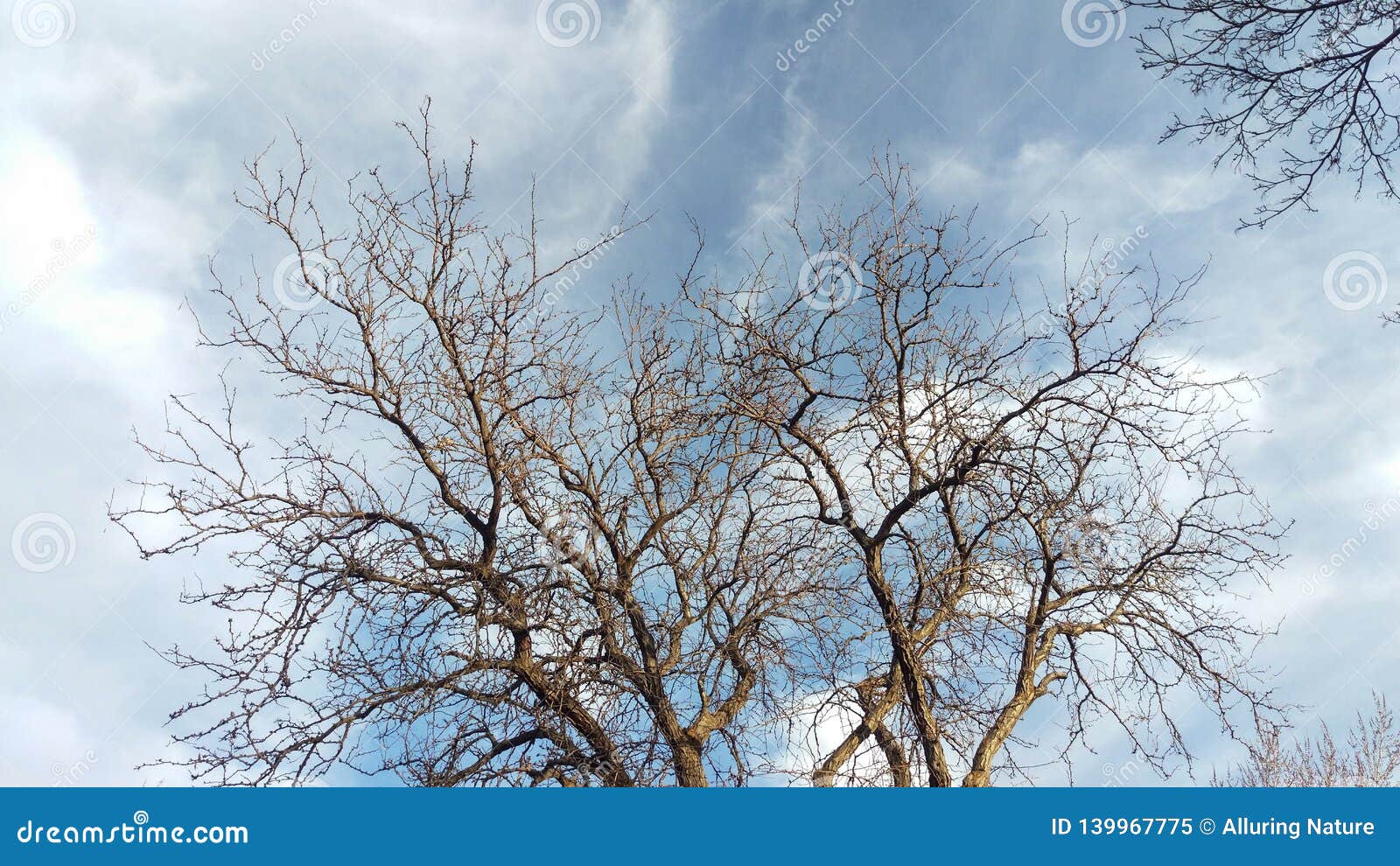 Knarled Tree Branches Blue and White Sky Stock Image - Image of ...