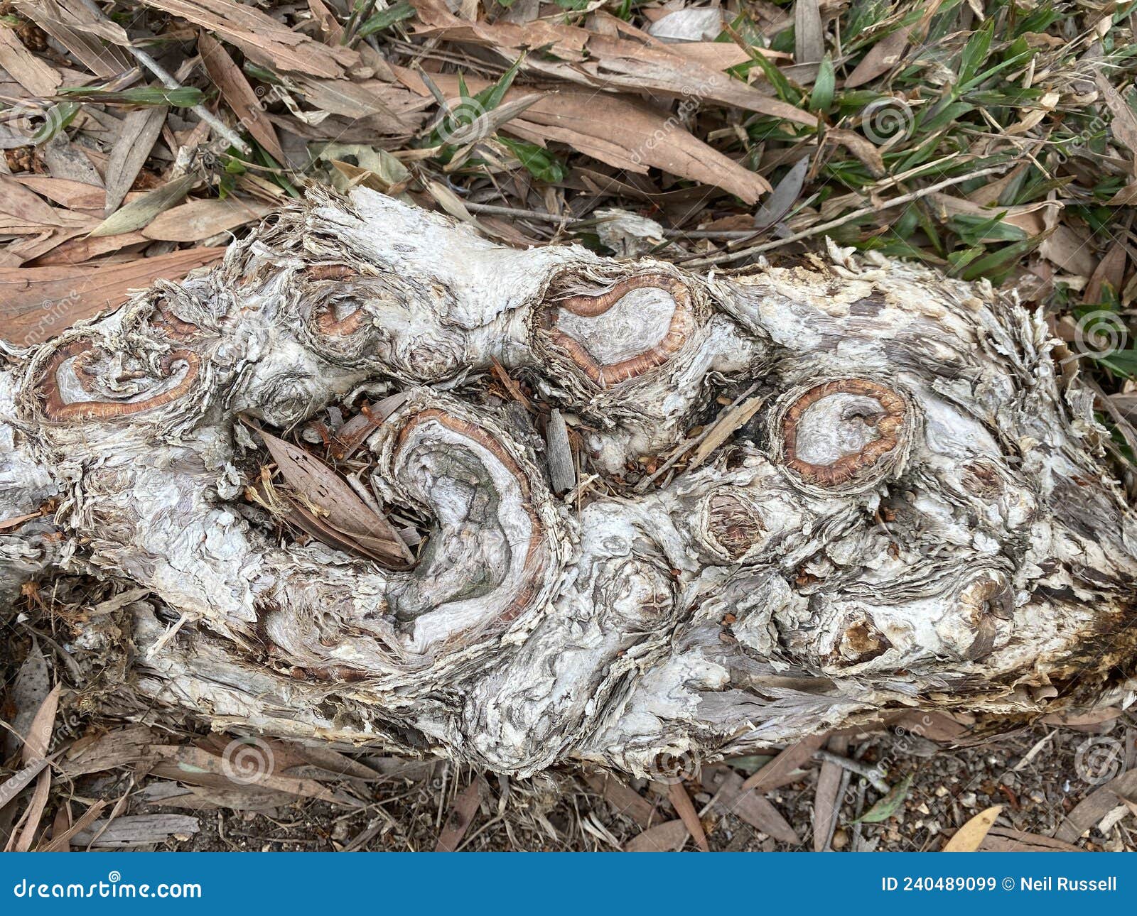 Knarled Tree Root stock image. Image of coloured, details - 240489099