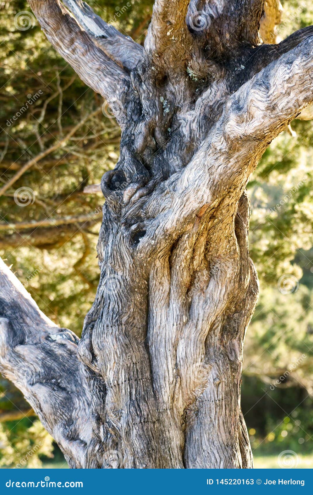 A Knarled and Weathered Trunk of a Cedar Tree. Stock Image - Image of ...