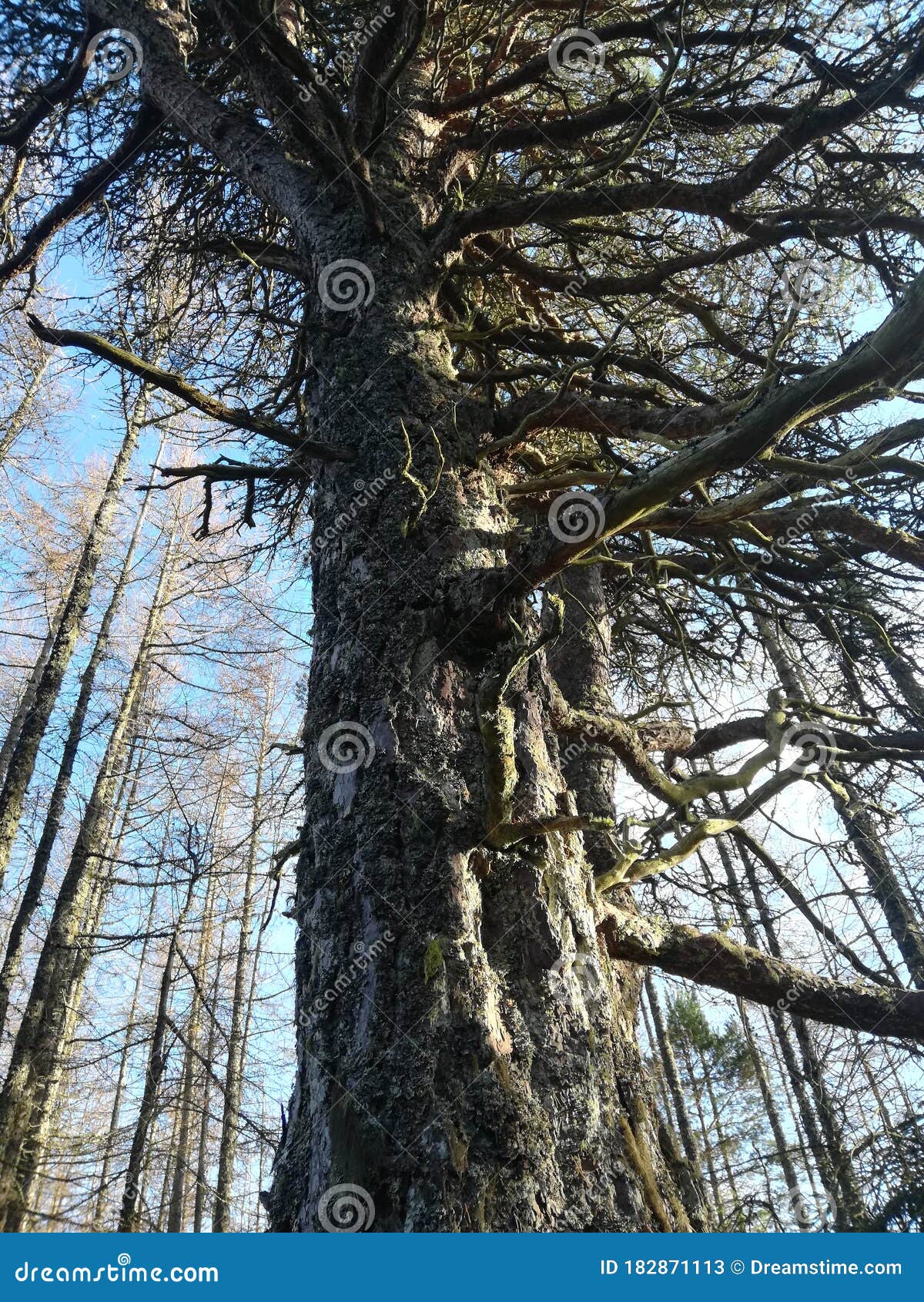 Knarly tree stock image. Image of leaf, wood, tree, trunk - 182871113