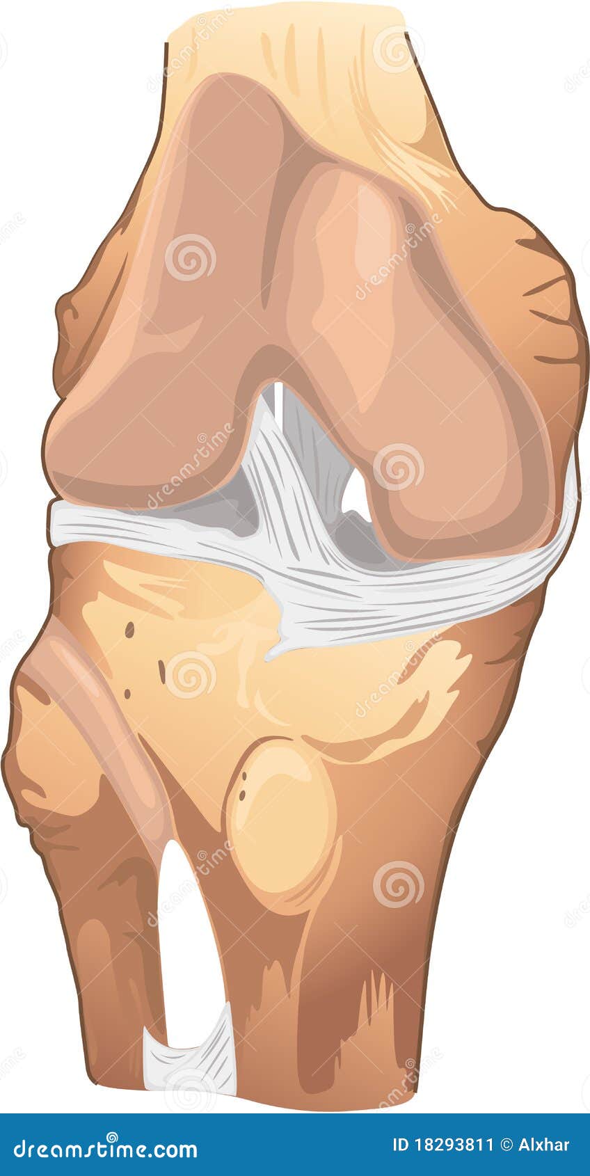 Knee stock vector. Illustration of human, anterior, biology - 18293811