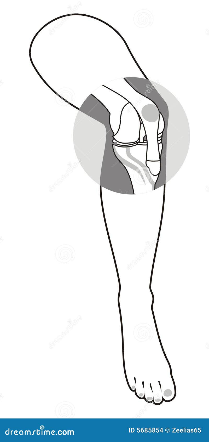 Knee stock vector. Illustration of shinbone, knee, anatomical - 5685854