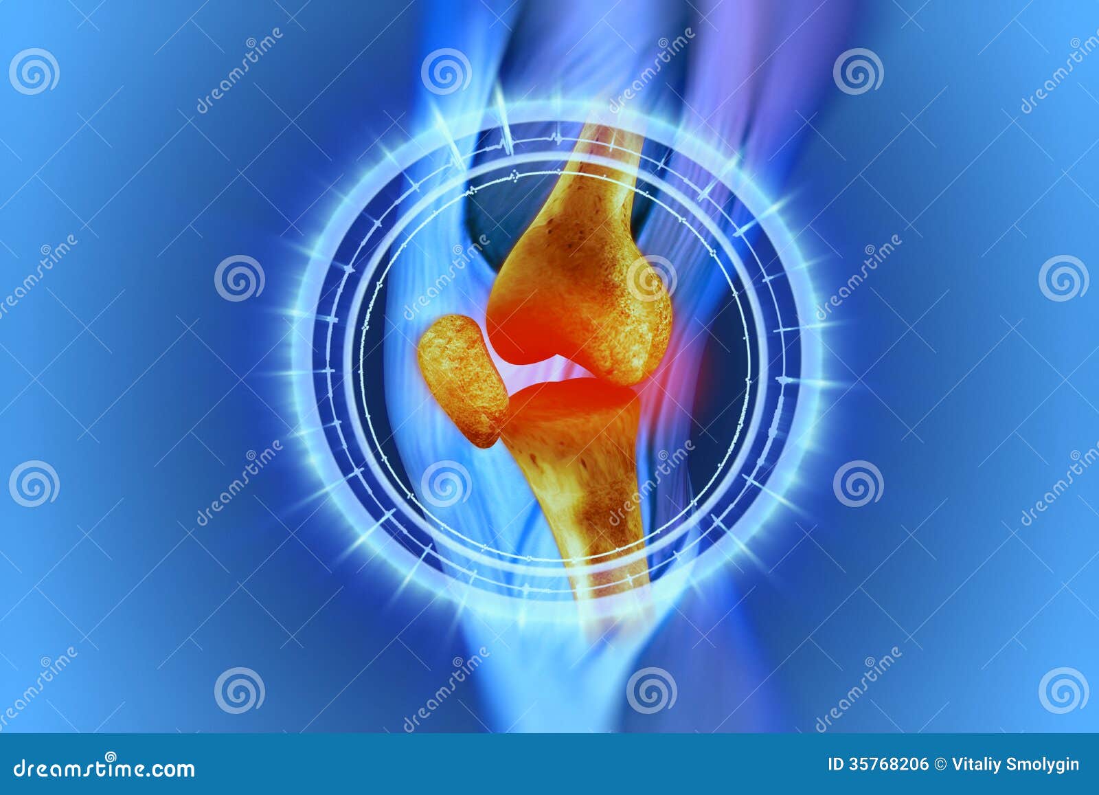 Knee Anatomy. Human Joint Structure Cartoon Vector | CartoonDealer.com ...