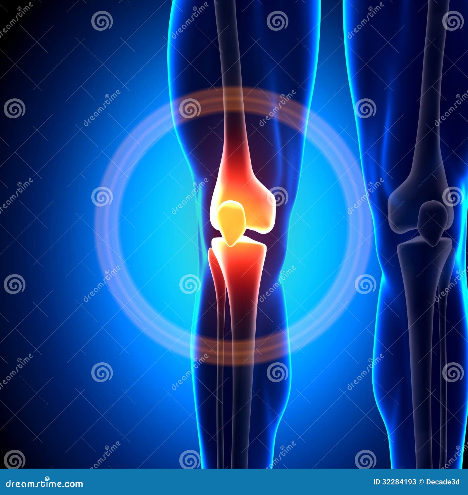 Knee Anatomy Royalty-Free Cartoon | CartoonDealer.com #30722522