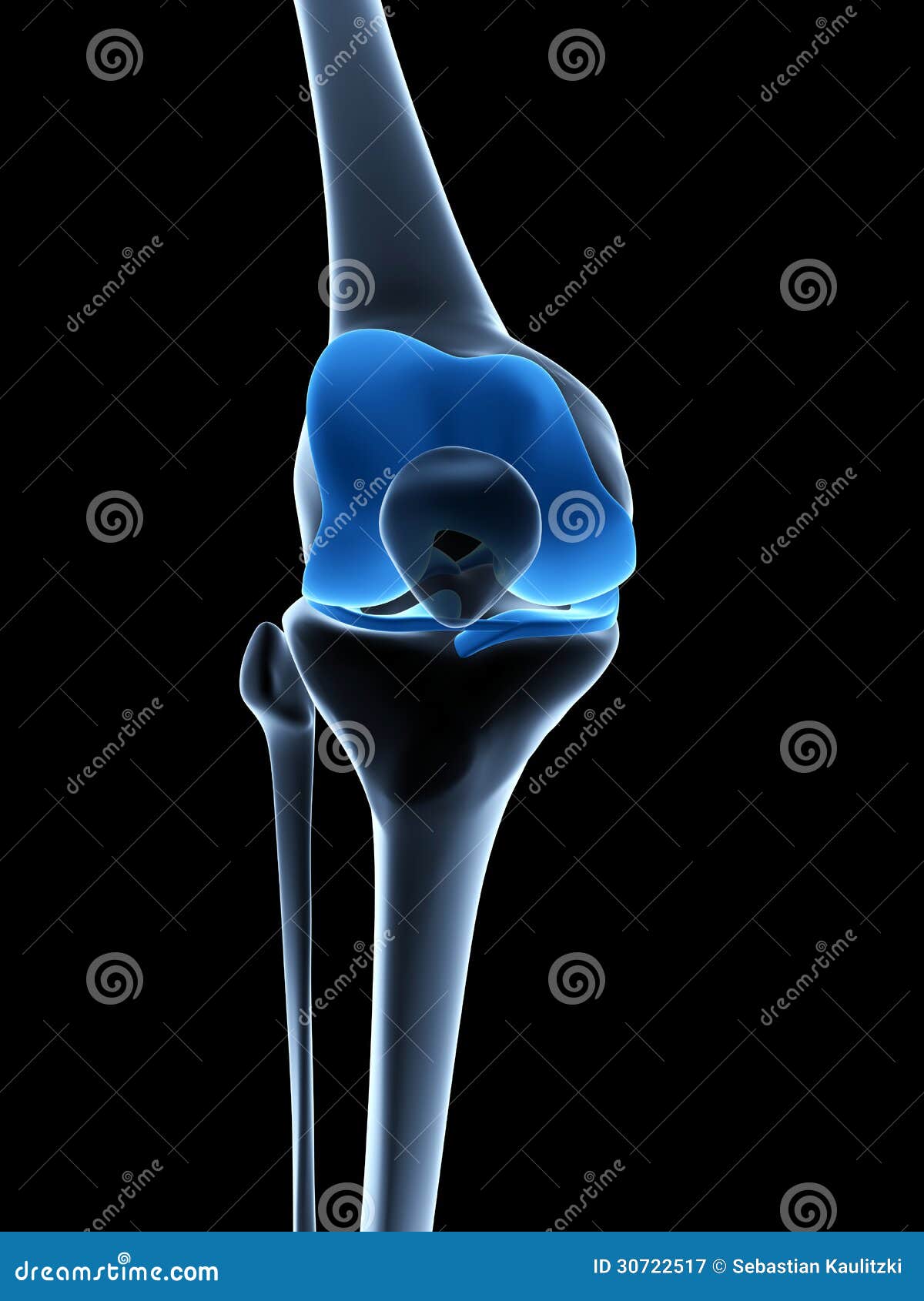 Knee anatomy stock illustration. Illustration of tibia - 30722517