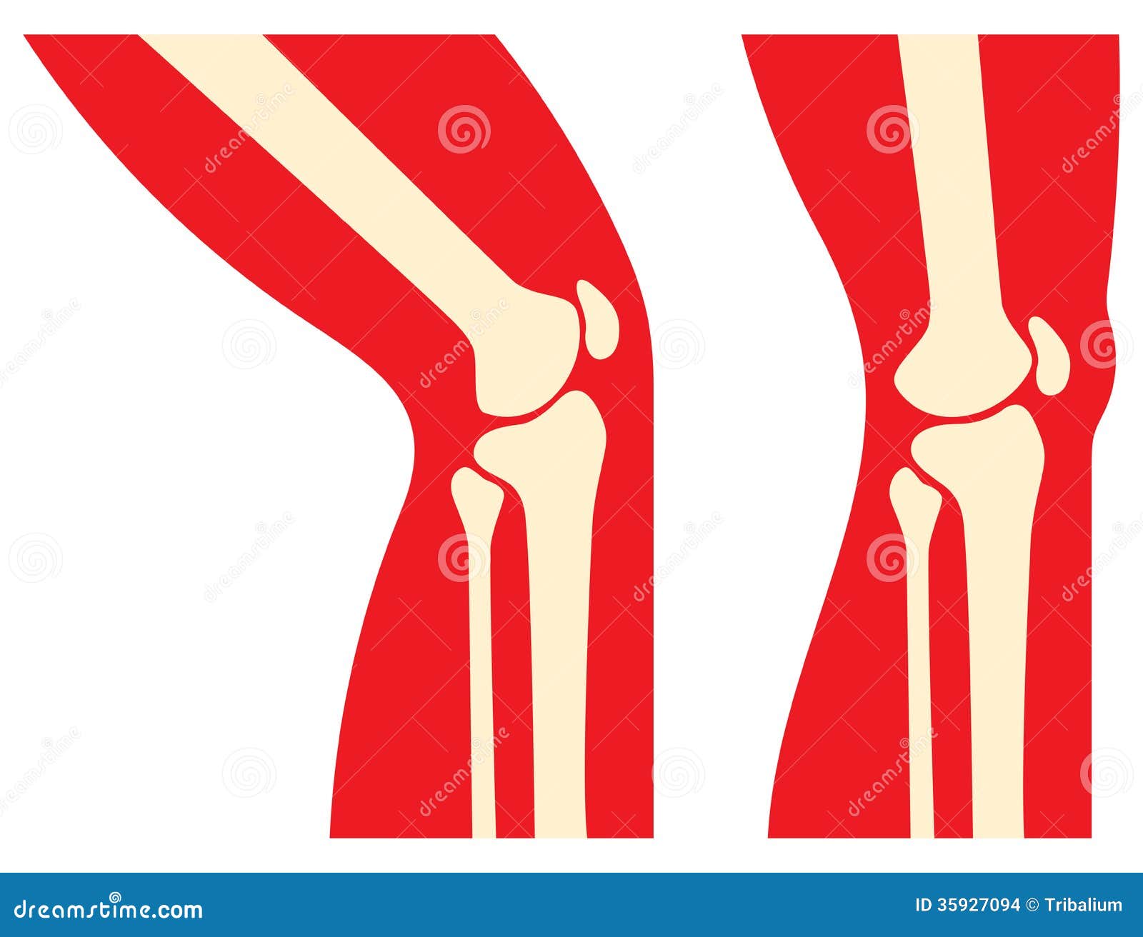 Knee anatomy stock vector. Illustration of muscle, anatomy - 35927094