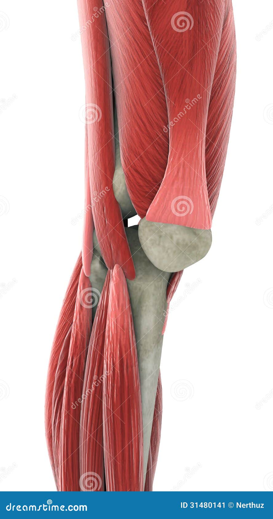 Knee Anatomy stock illustration. Illustration of femur - 31480141