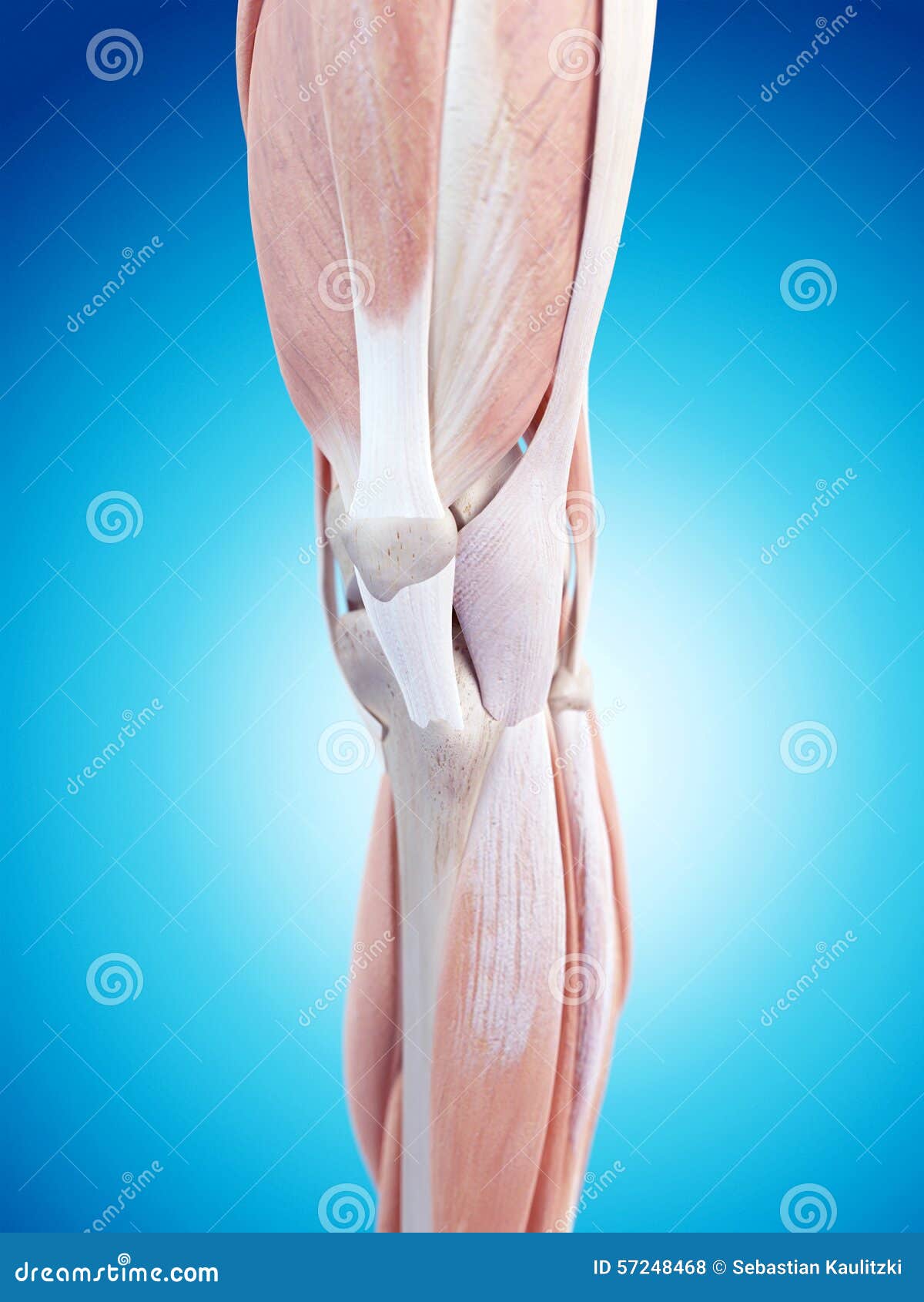 Knee Anatomy Including Ligaments, Cartilage And Meniscus. Muscles And ...
