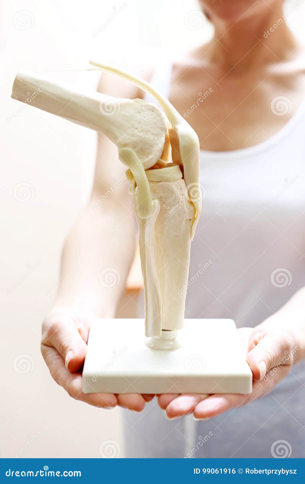 Knee anatomy. stock photo. Image of model, knee, injury - 99061916