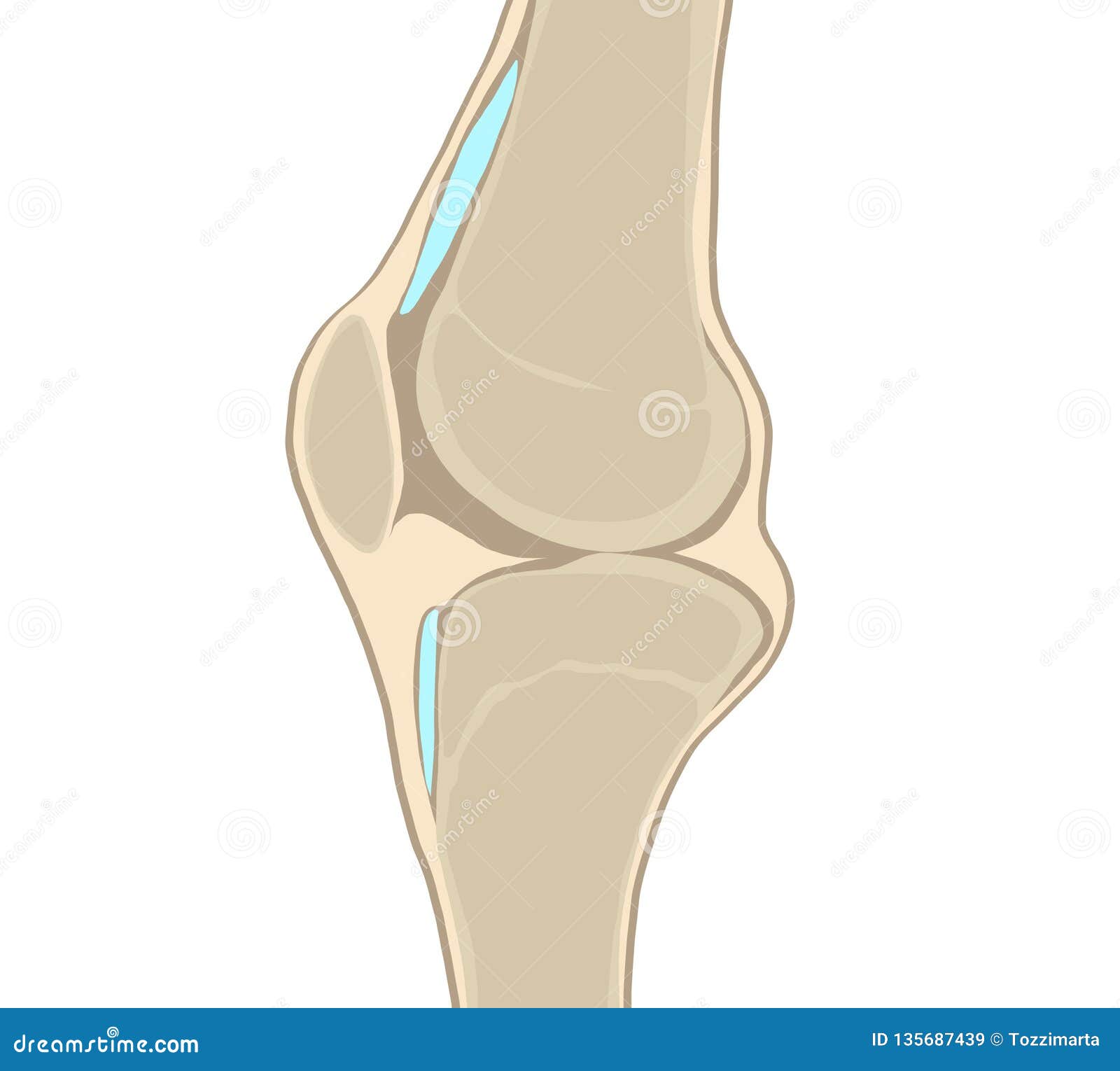 Knee, bones and joint stock illustration. Illustration of human - 135687439