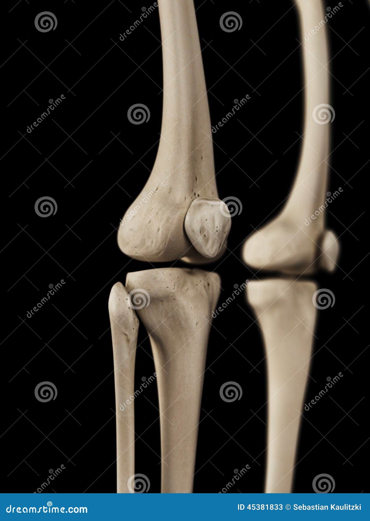 The knee bones stock illustration. Illustration of knee - 45381833