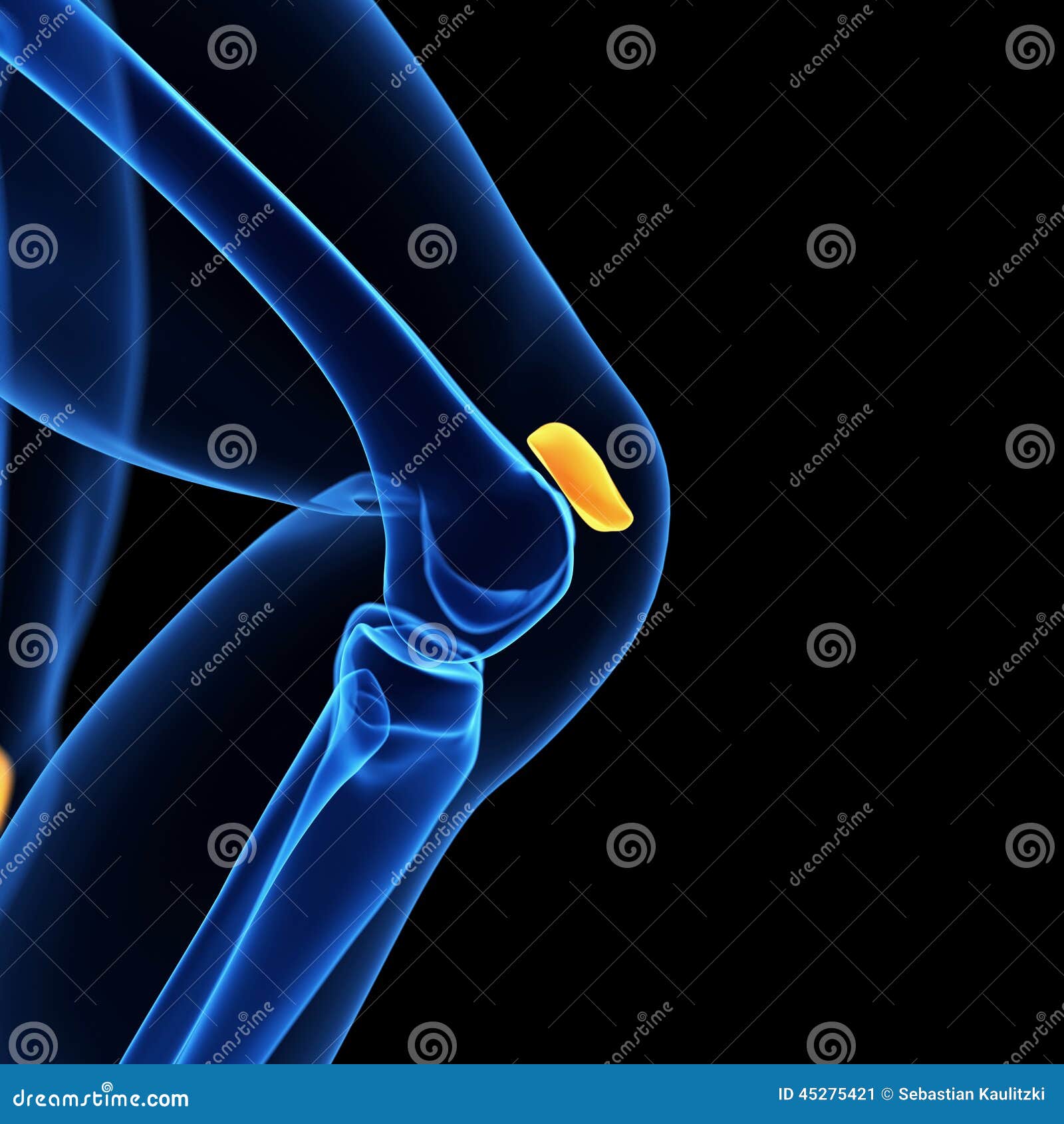 The knee cap stock illustration. Illustration of anatomical - 45275421