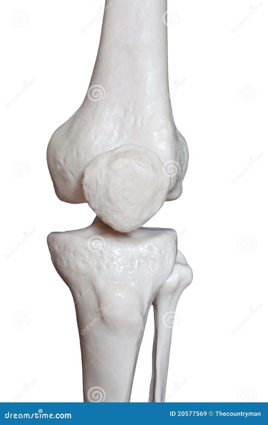 Knee joint stock image. Image of exercise, meniscus, orthodontics ...