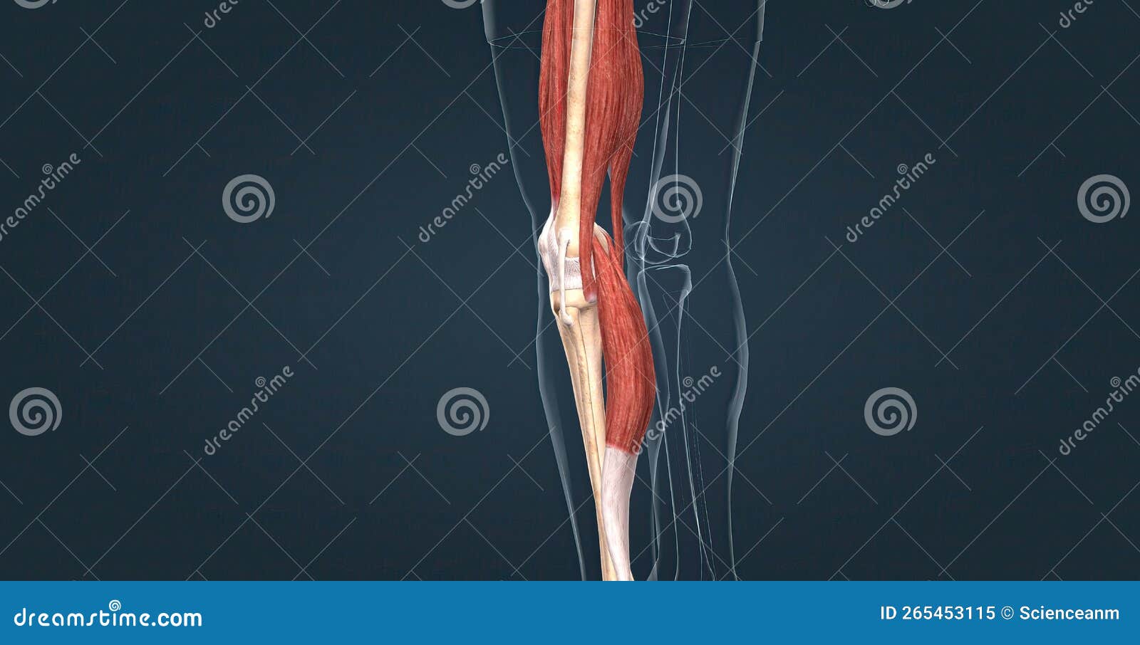 Knee Joint Anatomy, Different Structures in and Around the Knee Stock ...