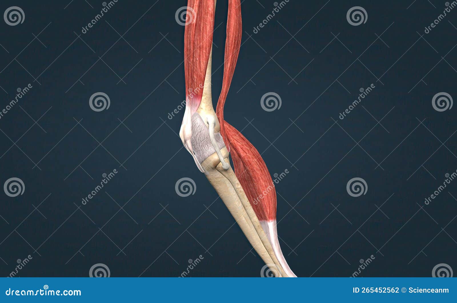 Knee Joint Anatomy, Different Structures in and Around the Knee Stock ...