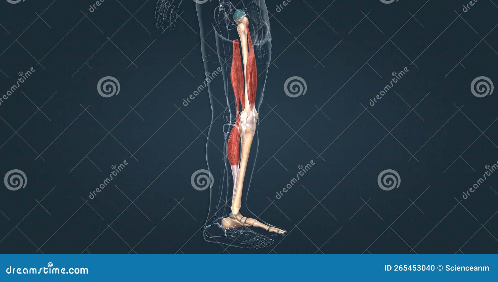 Knee Joint Anatomy, Different Structures in and Around the Knee Stock ...