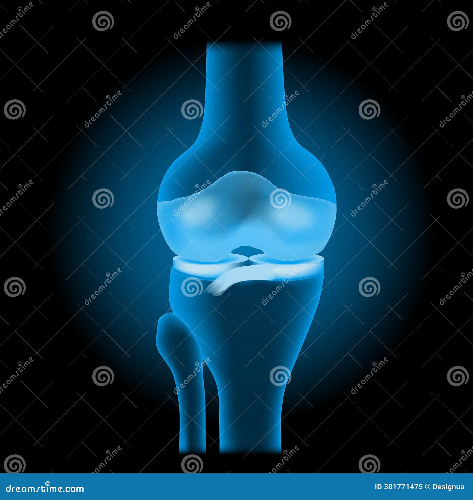 Knee joint anatomy stock vector. Illustration of patient - 301771475 Knee joint anatomy stock vector. Illustration of patient - 301771475
