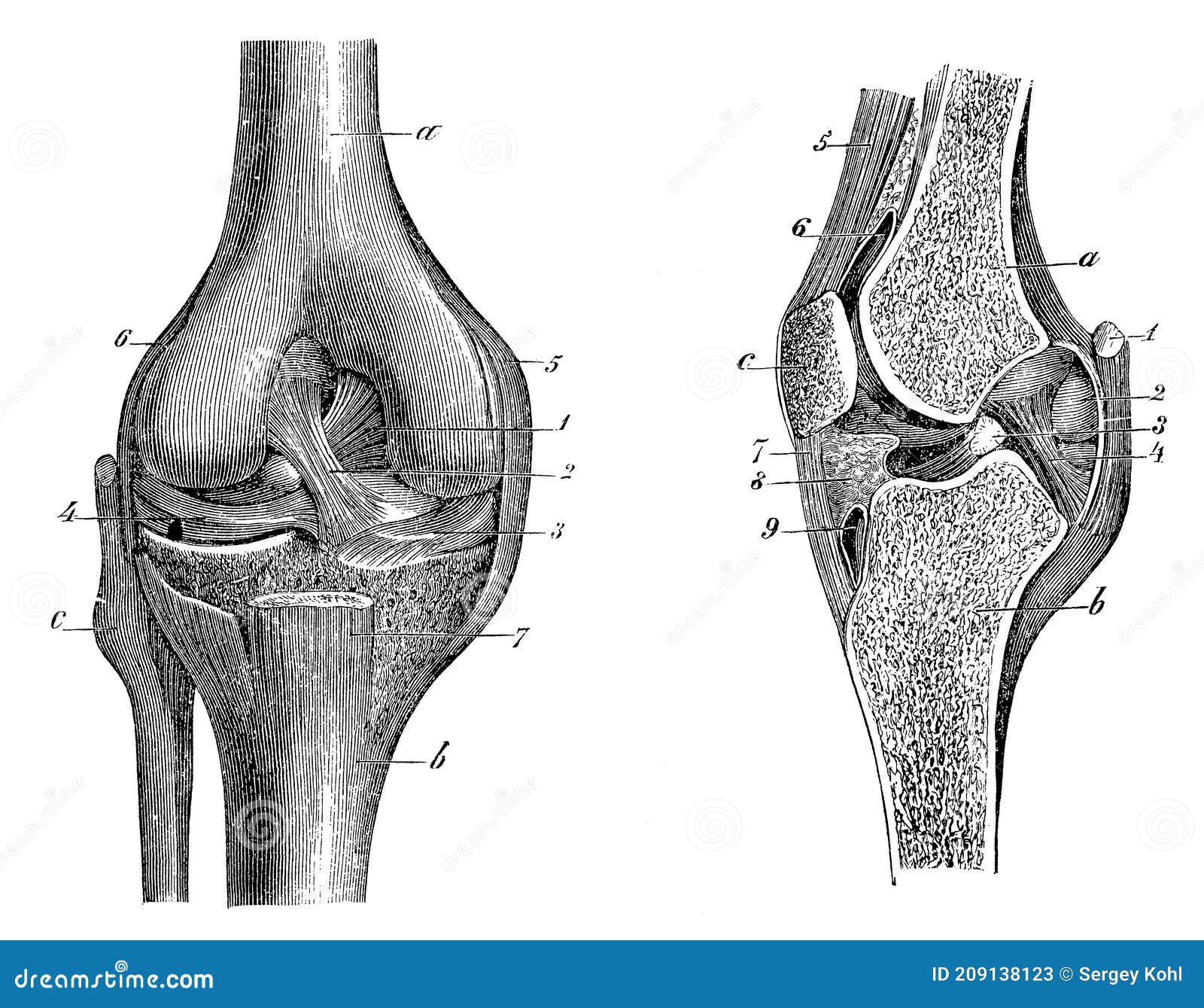 Knee Joint Front View (left) and Sectional View (right). Stock ...
