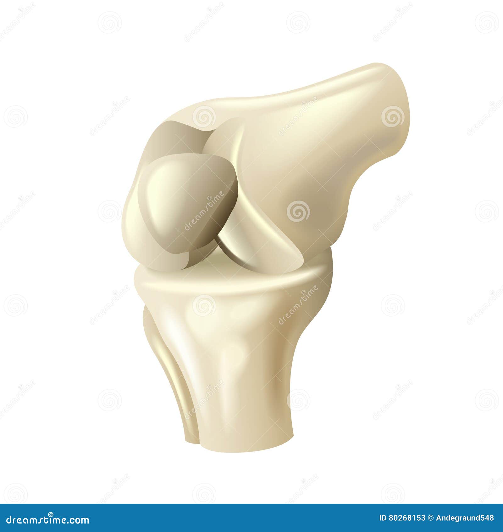Knee Joint Isolated on White Vector Stock Vector - Illustration of ...
