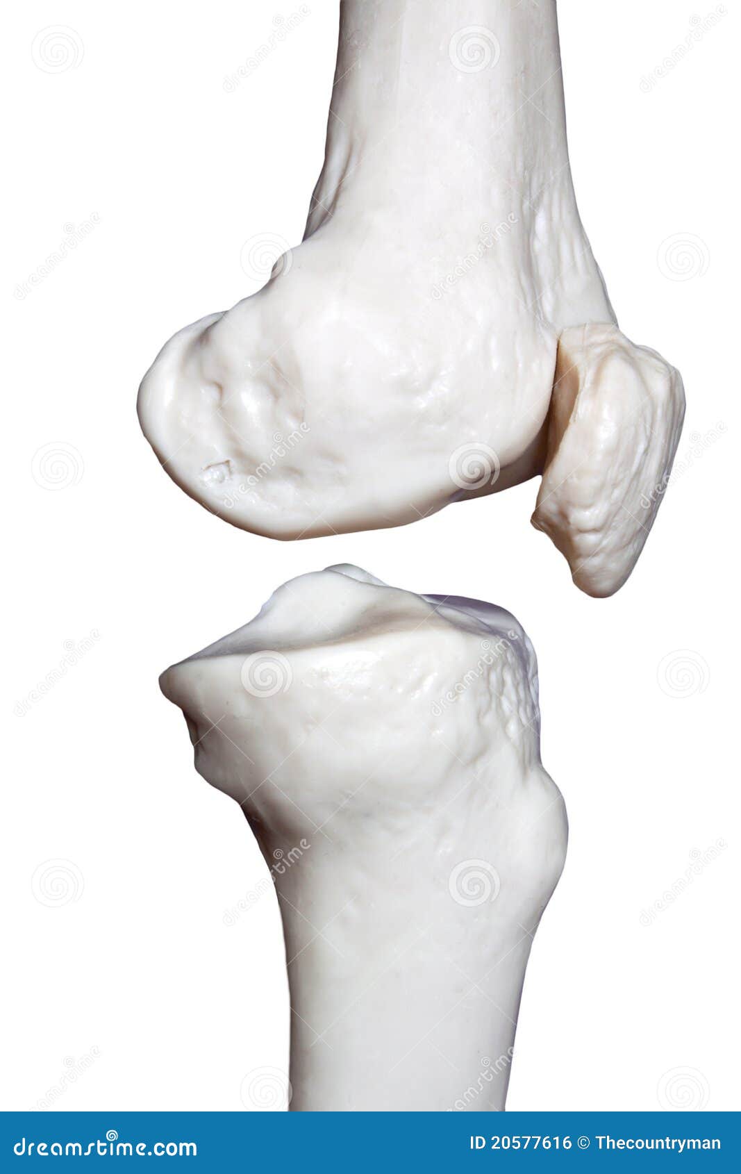 Knee joint lateral stock photo. Image of anatomy, knee - 20577616