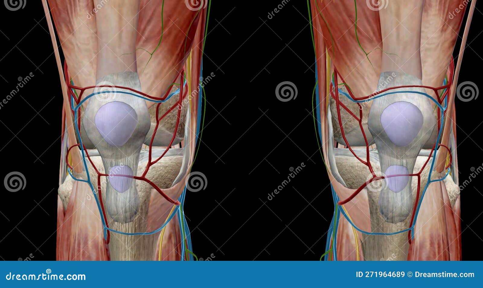 The Knee is the Largest and Most Complex Joint in the Body, Holding ...