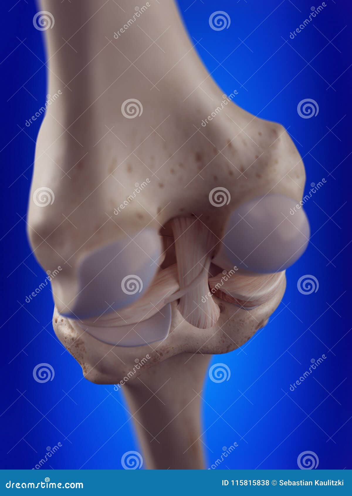Ligaments Of The Knee_Anatomy Cartoon Vector | CartoonDealer.com #98154583