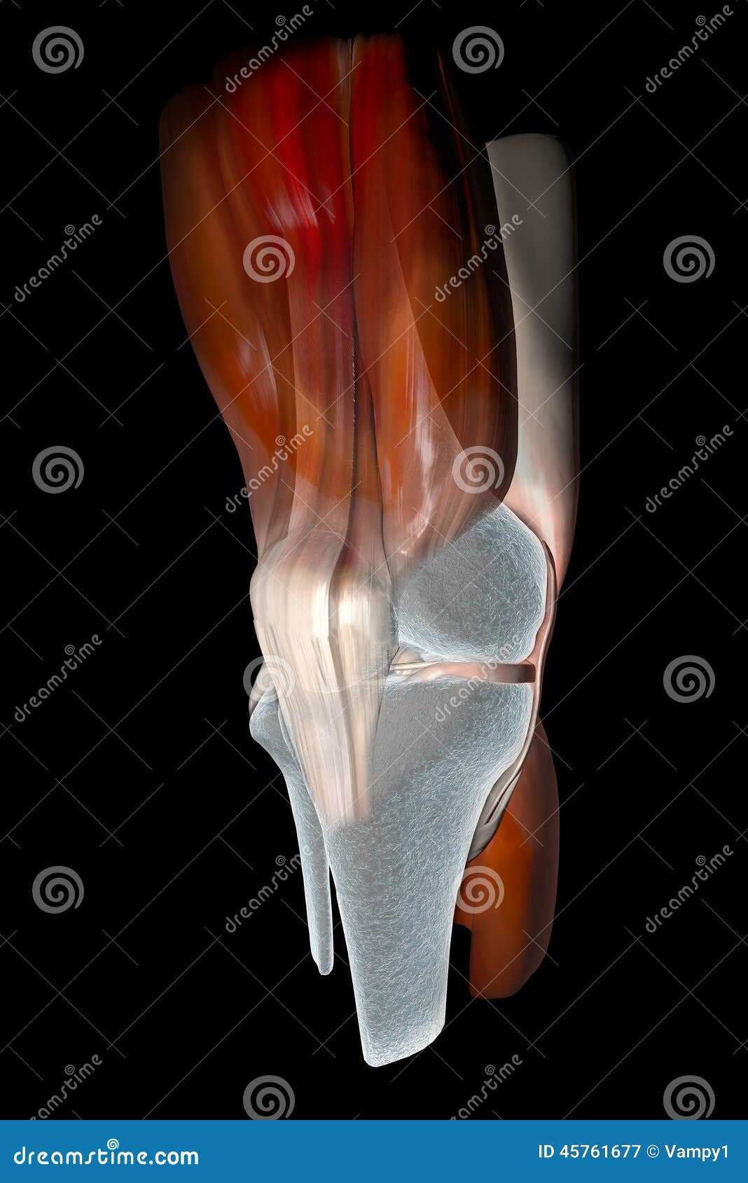 Knee Ligaments, Tendons, Bones, Muscles X-ray Stock Illustration ...