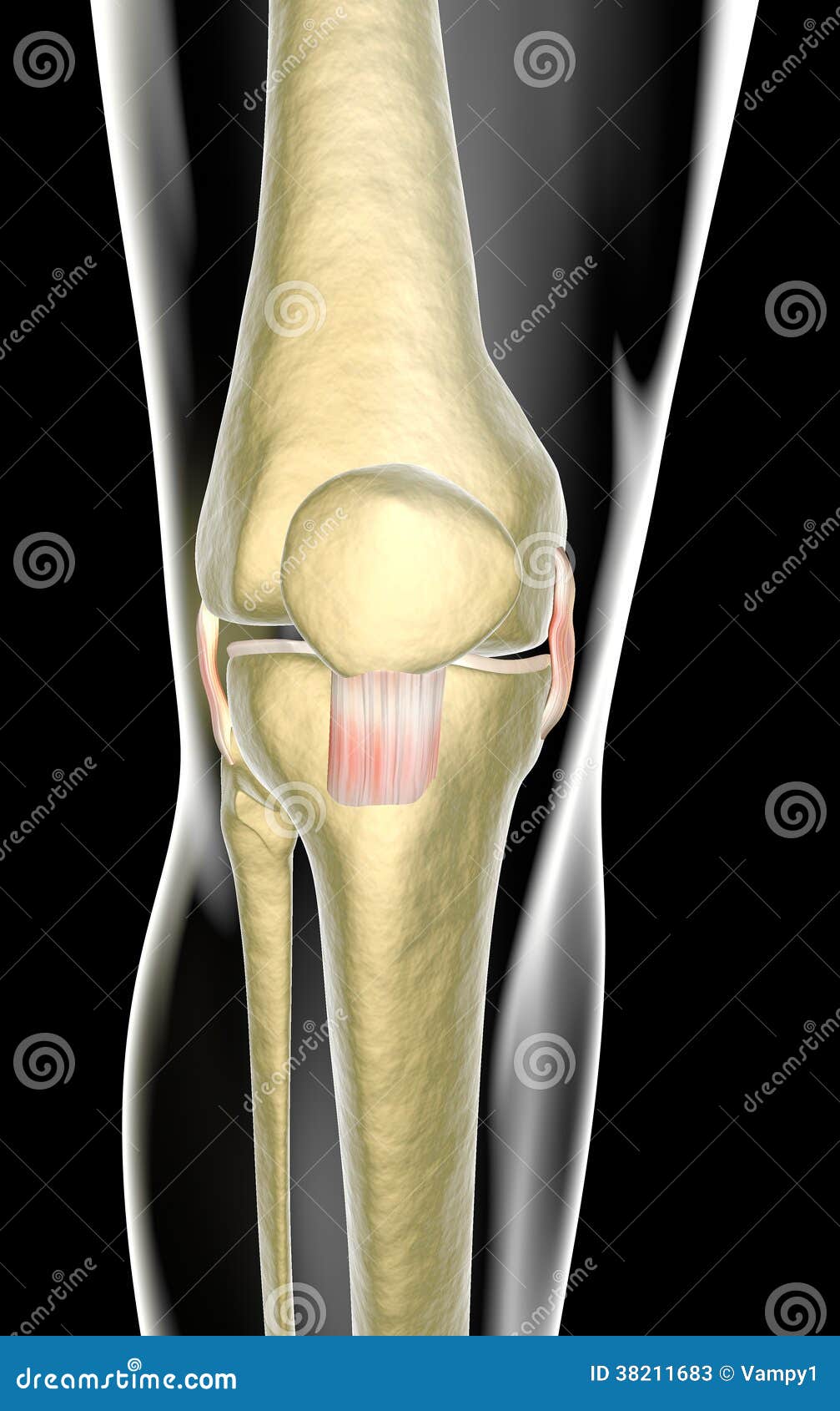 Left Knee Ligaments Diagram