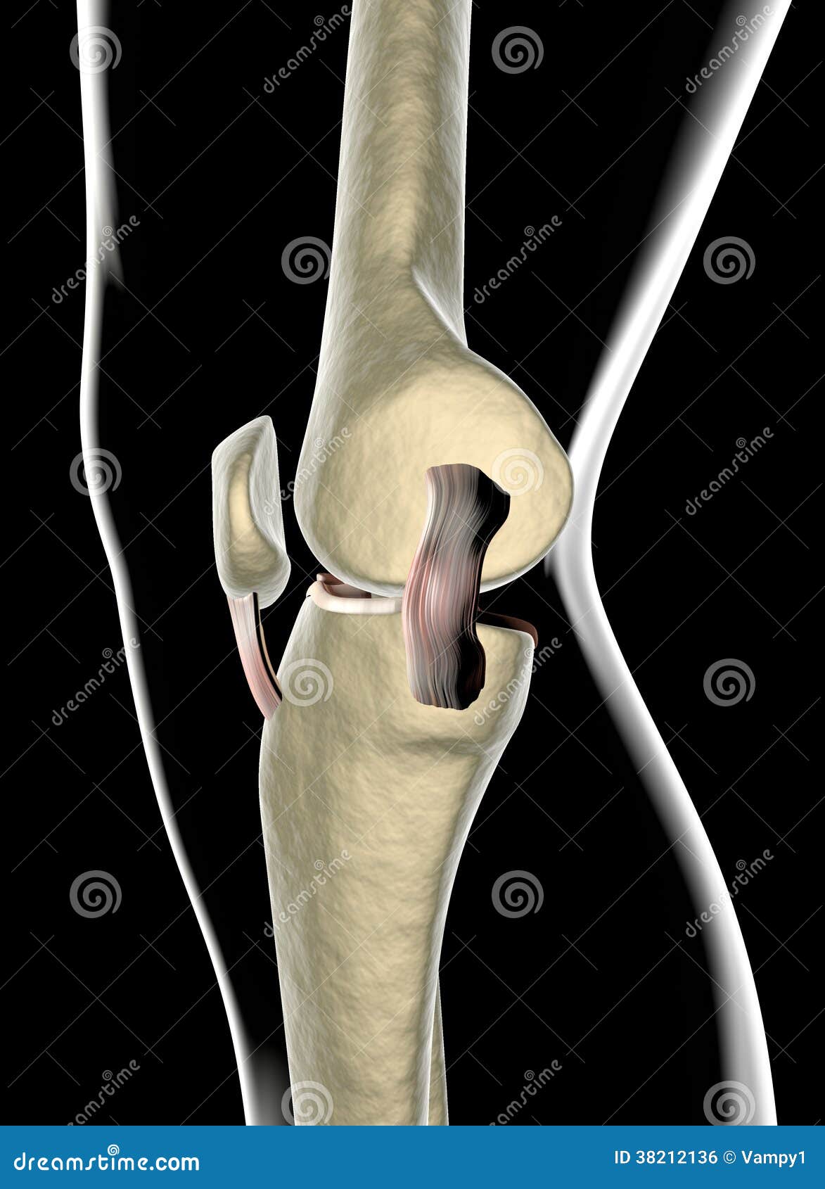 Knee Tendons Medical Vector Illustration Scheme, Anatomical Diagram ...