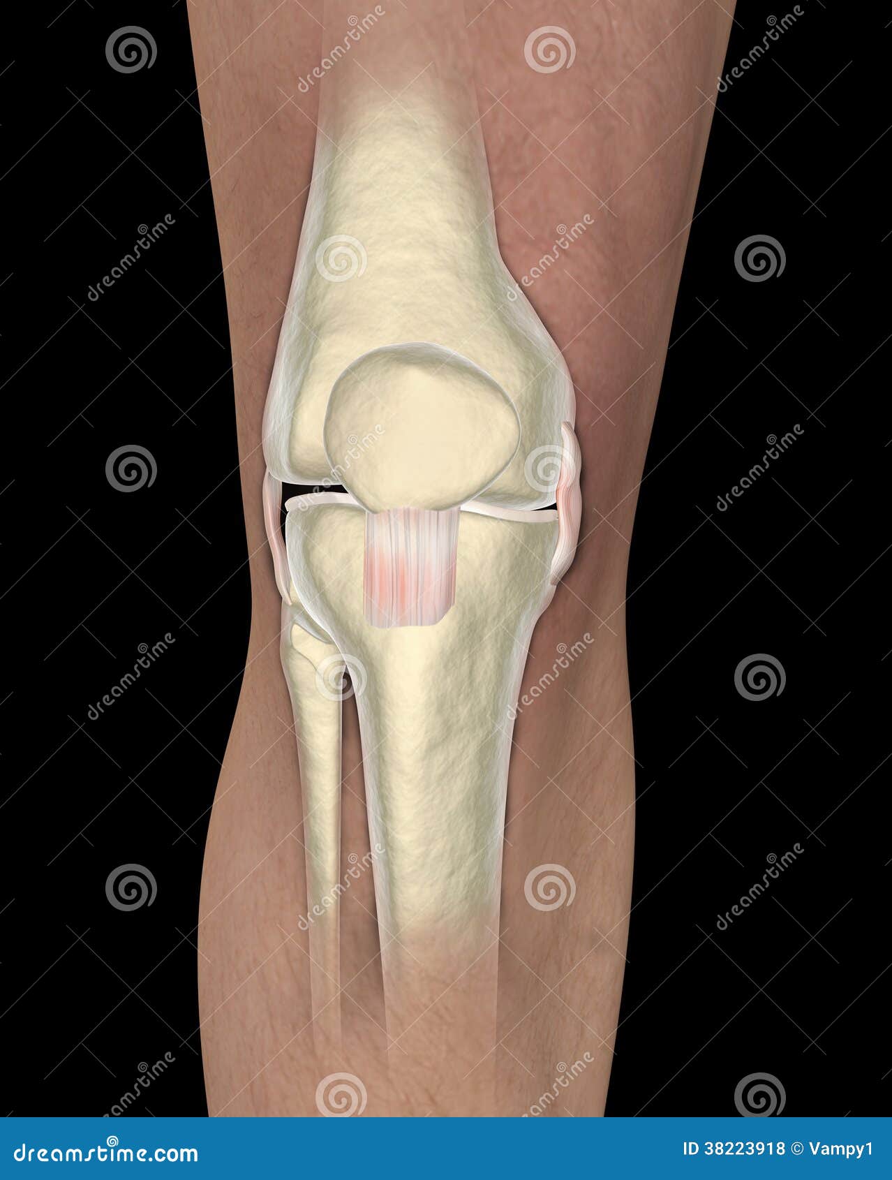 Knee Tendons Medical Vector Illustration Scheme, Anatomical Diagram ...