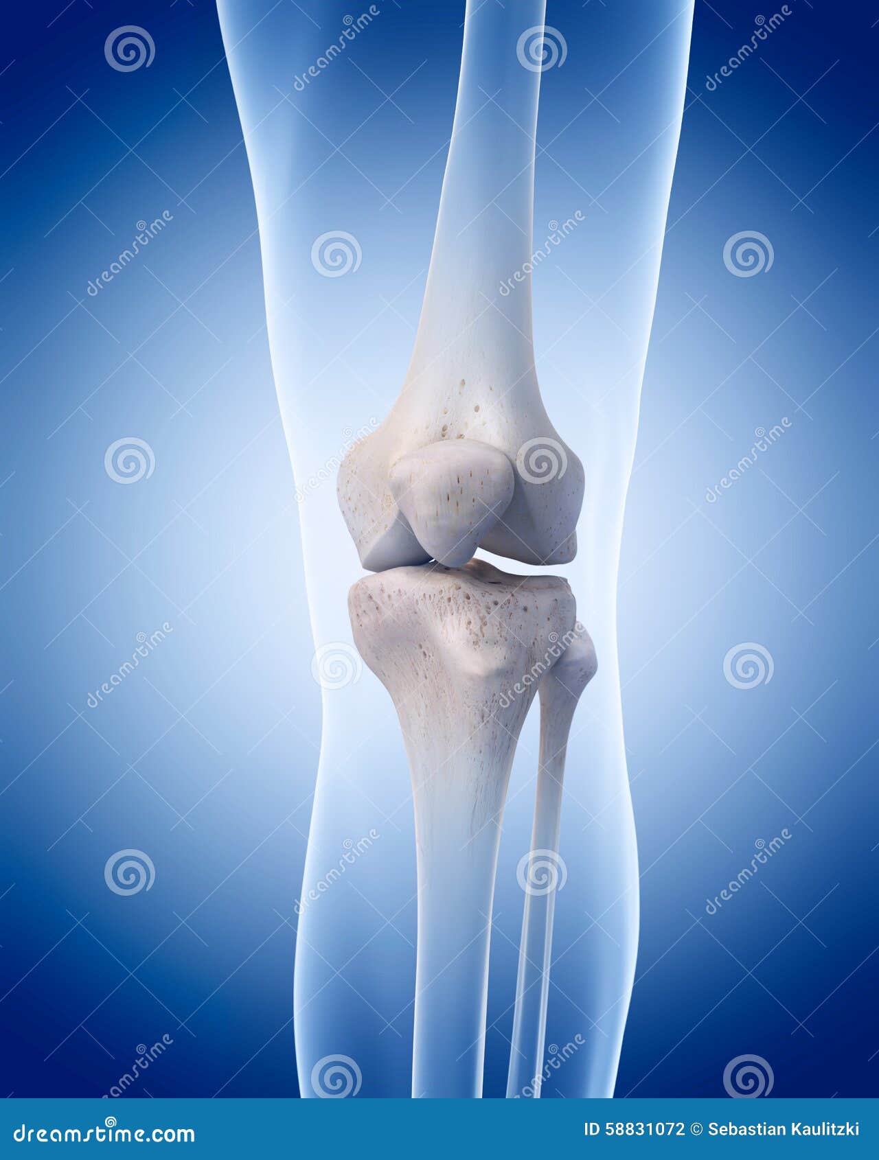 Skeleton Knee Joint With Ligaments Side View Stock Image ...