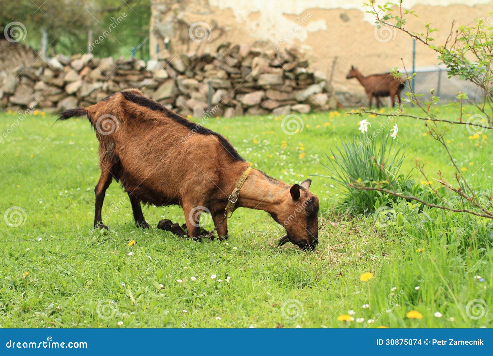 Kneeings bruine geit stock foto. Image of stenen, knie - 30875074