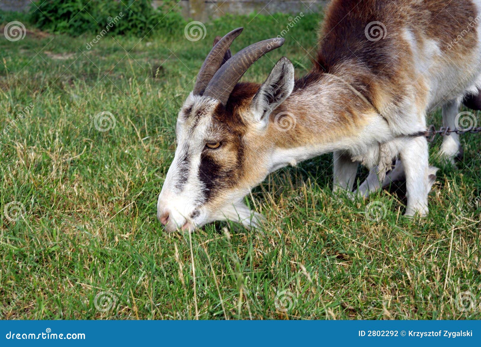 Kneel old goat stock photo. Image of kneel, goat, grass - 2802292