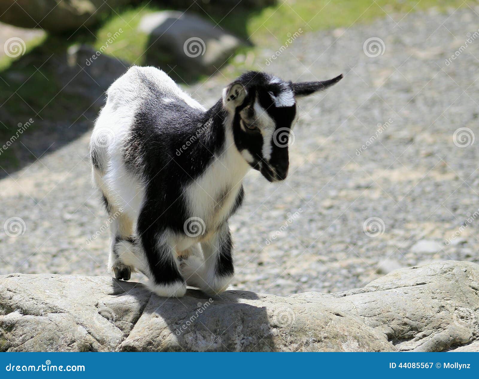 Kneeling Black & White Kid Goat Stock Image - Image of spring, kneeling ...