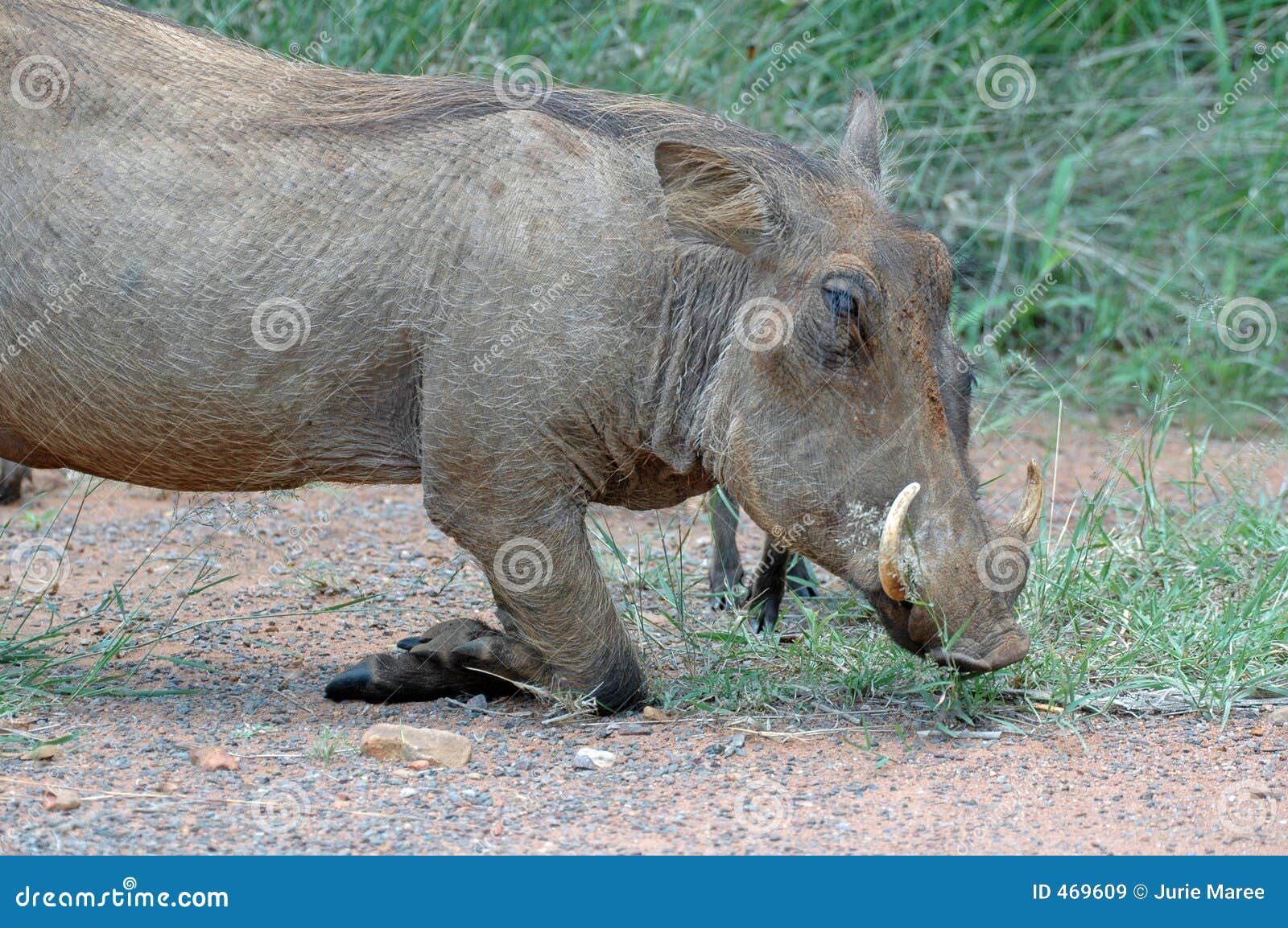 Kneeling Pig. stock image. Image of cute, pray, animal - 469609