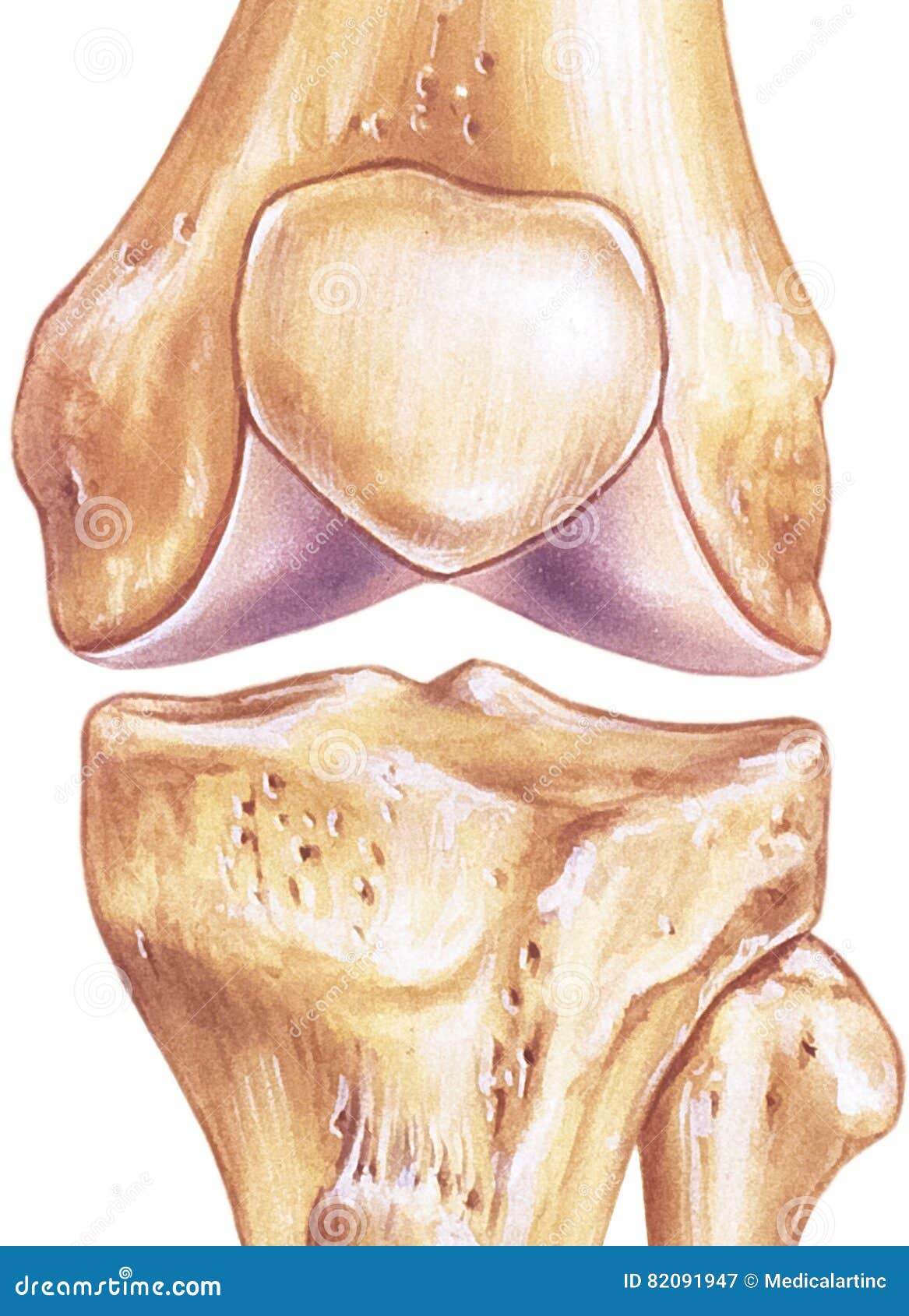 Kniegelenk und Knochen stock abbildung. Illustration von tibia - 82091947