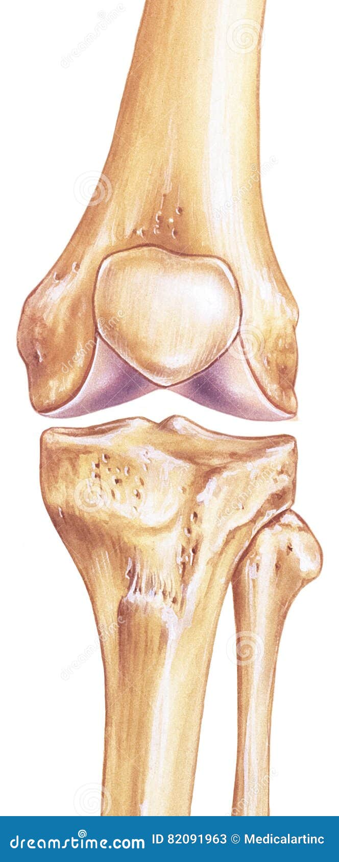 Kniegelenk und Knochen stock abbildung. Illustration von vertretung ...