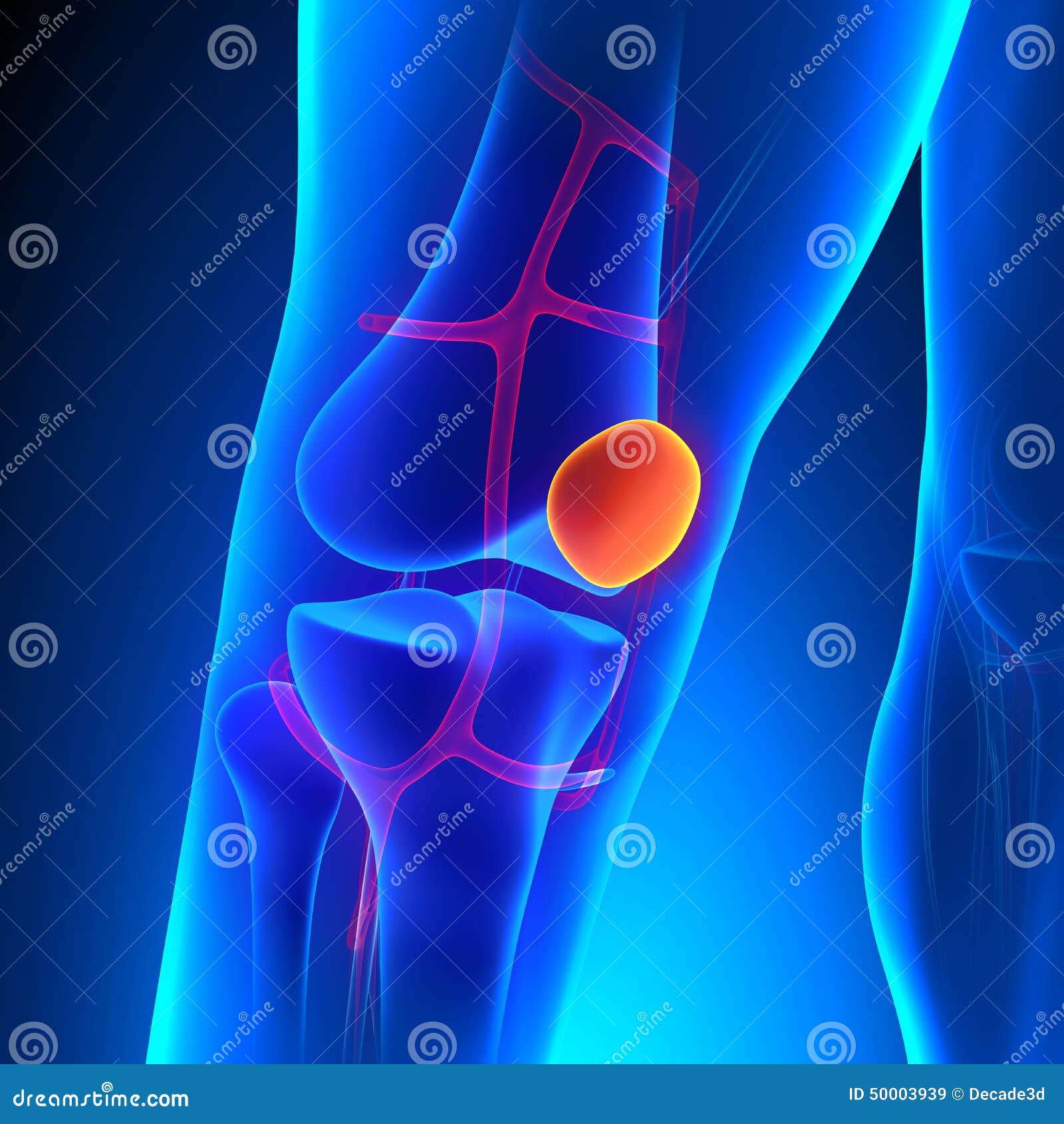 Kniescheibe-Anatomie-Knie-Knochen Mit Ciculatory-System Stock Abbildung ...