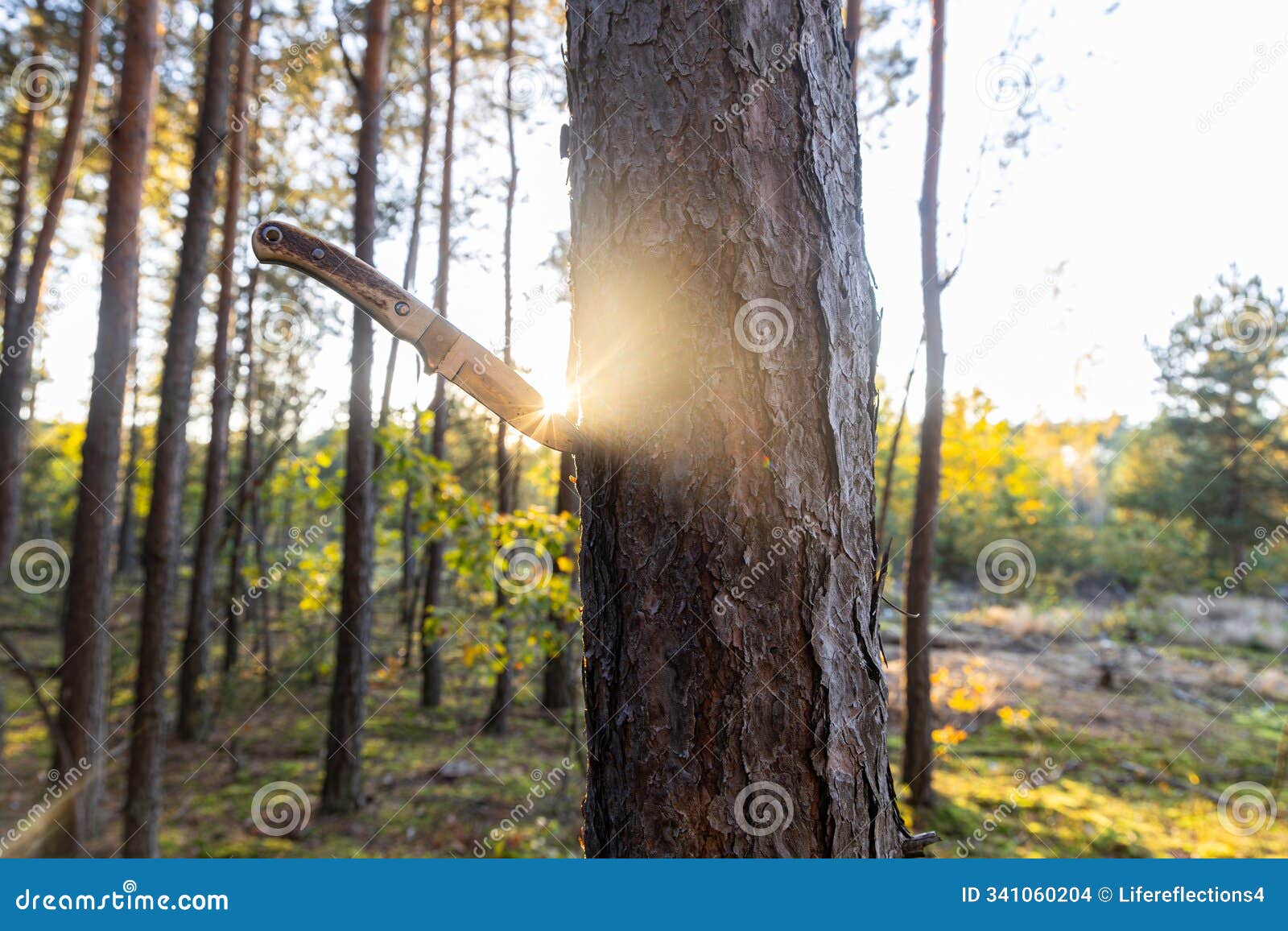 Knife Stuck in a Tree with Sunlight Streaming through a Forest ...