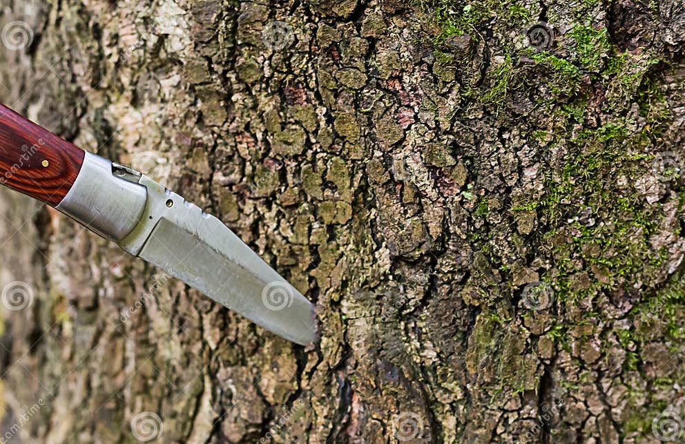 Knife with a Wide Blade Sharp Cut into the Bark of a Tree Covered with ...