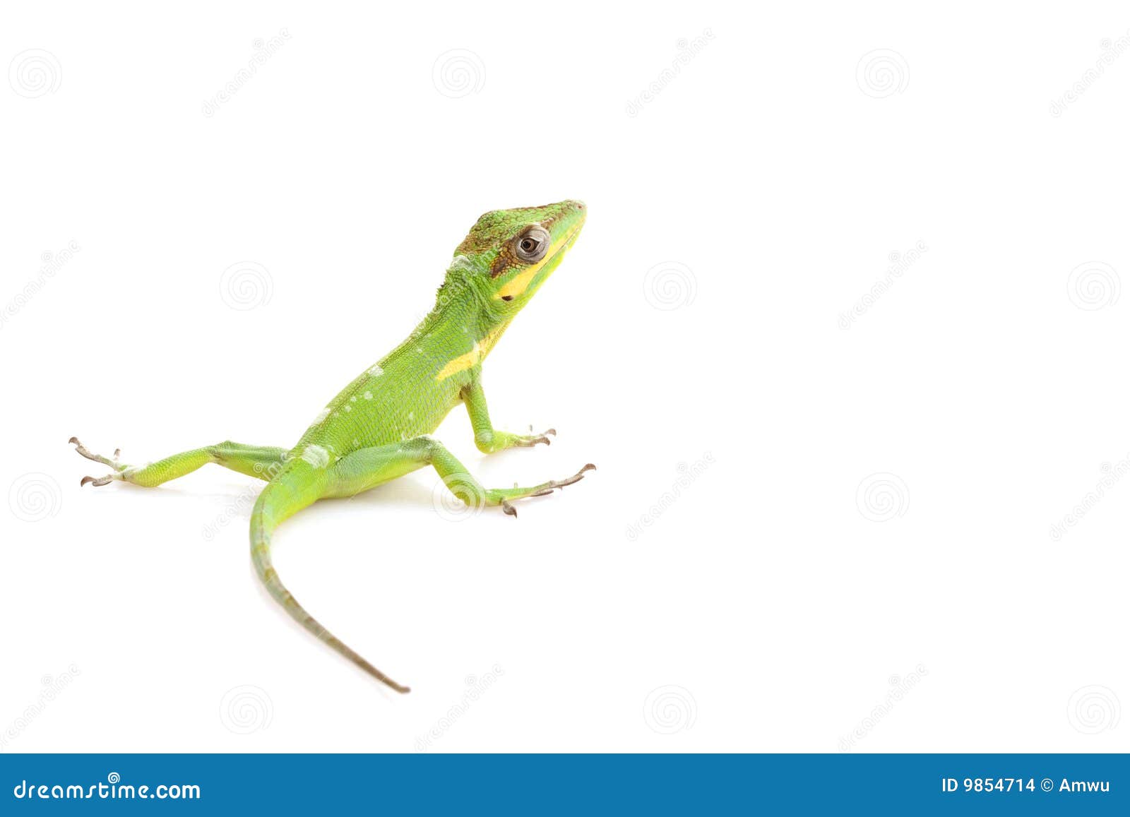 Knight Anole stock photo. Image of zoology, beauty, lizard - 9854714