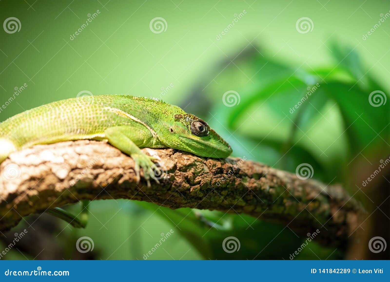 Knight Anole Anolis Equestris, Also Known As the Cuban Knight Anole ...