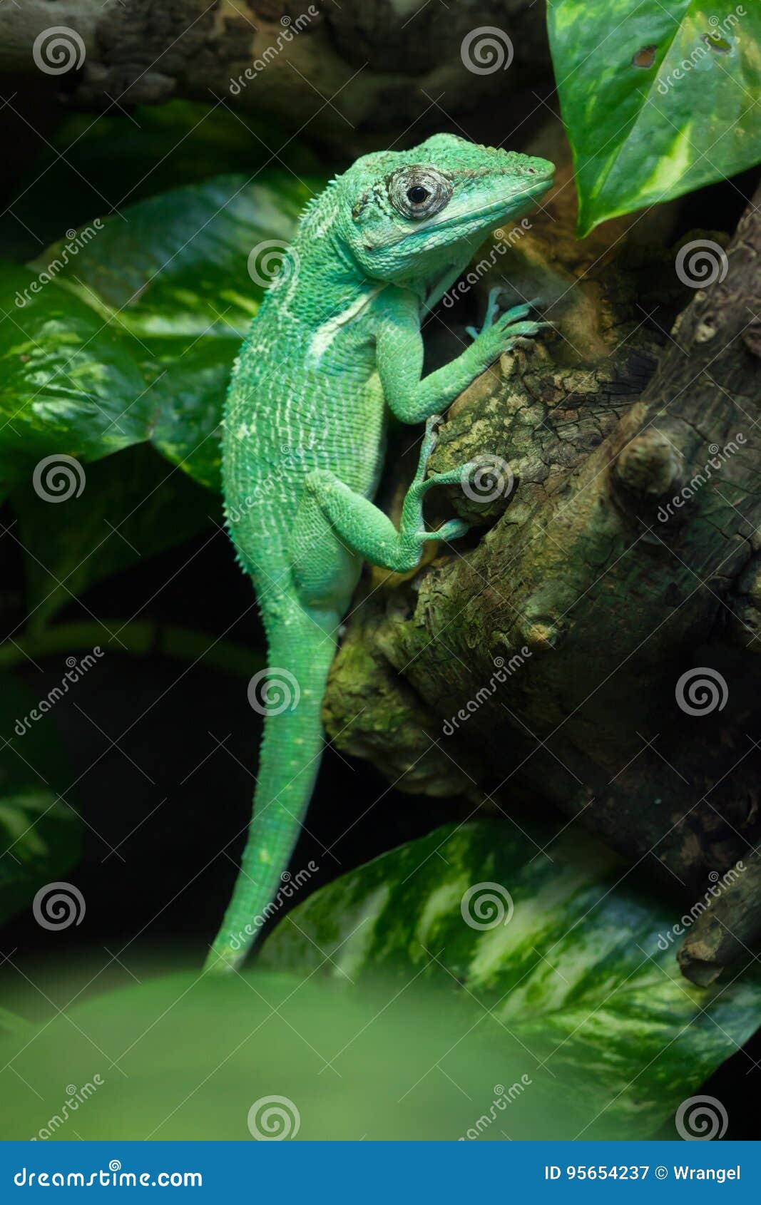 Knight Anole Anolis Equestris Stock Image - Image of cuban, american ...