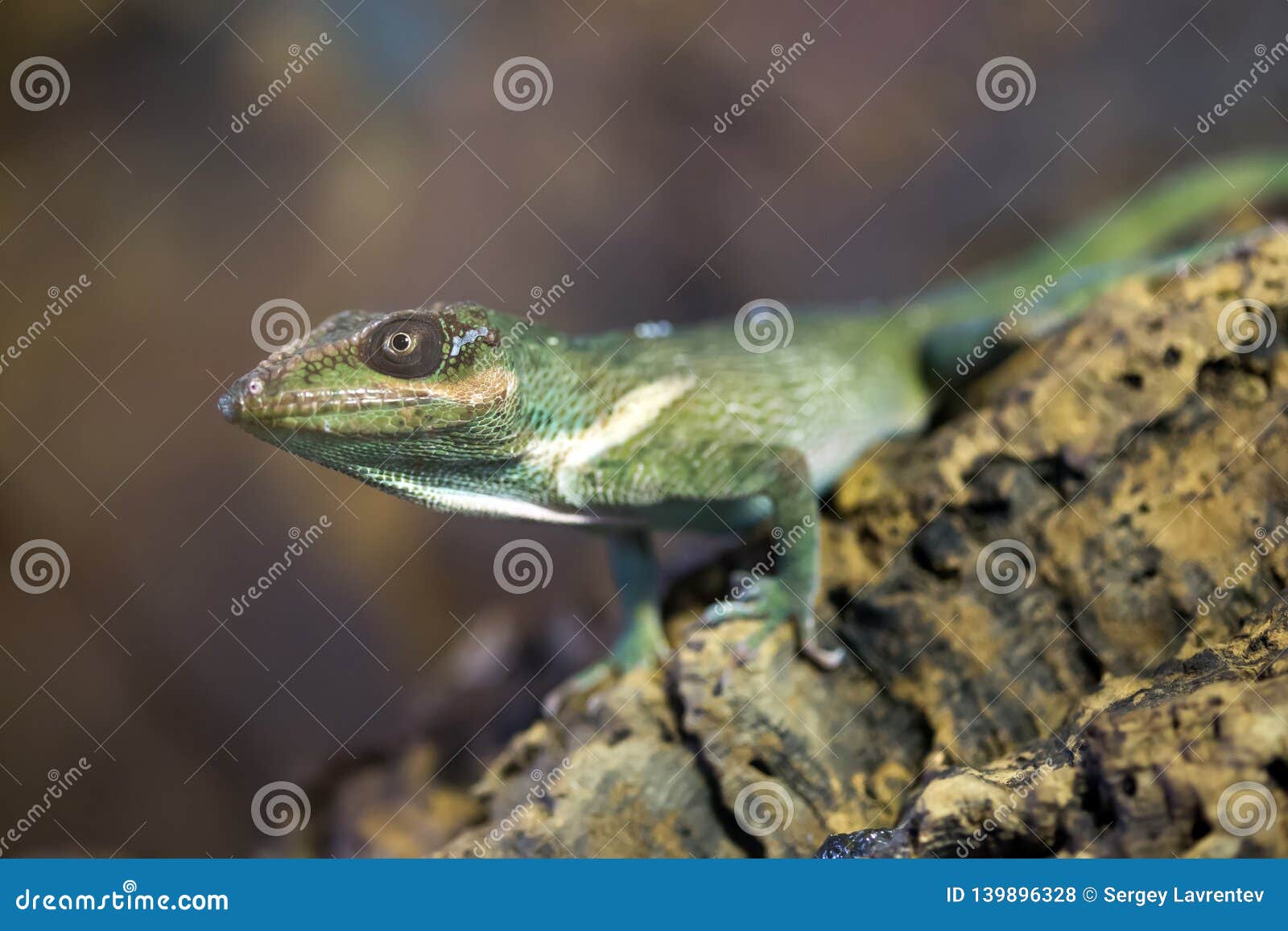 Knight anole Green lizard stock photo. Image of wild - 139896328