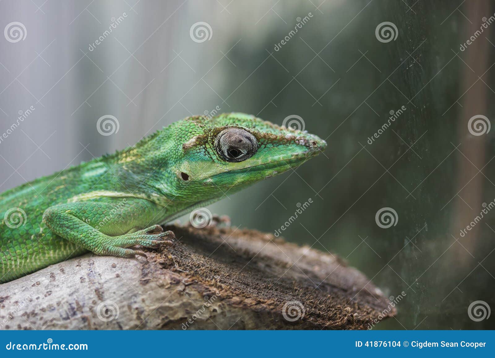 Knight anole stock photo. Image of species, camouflage - 41876104
