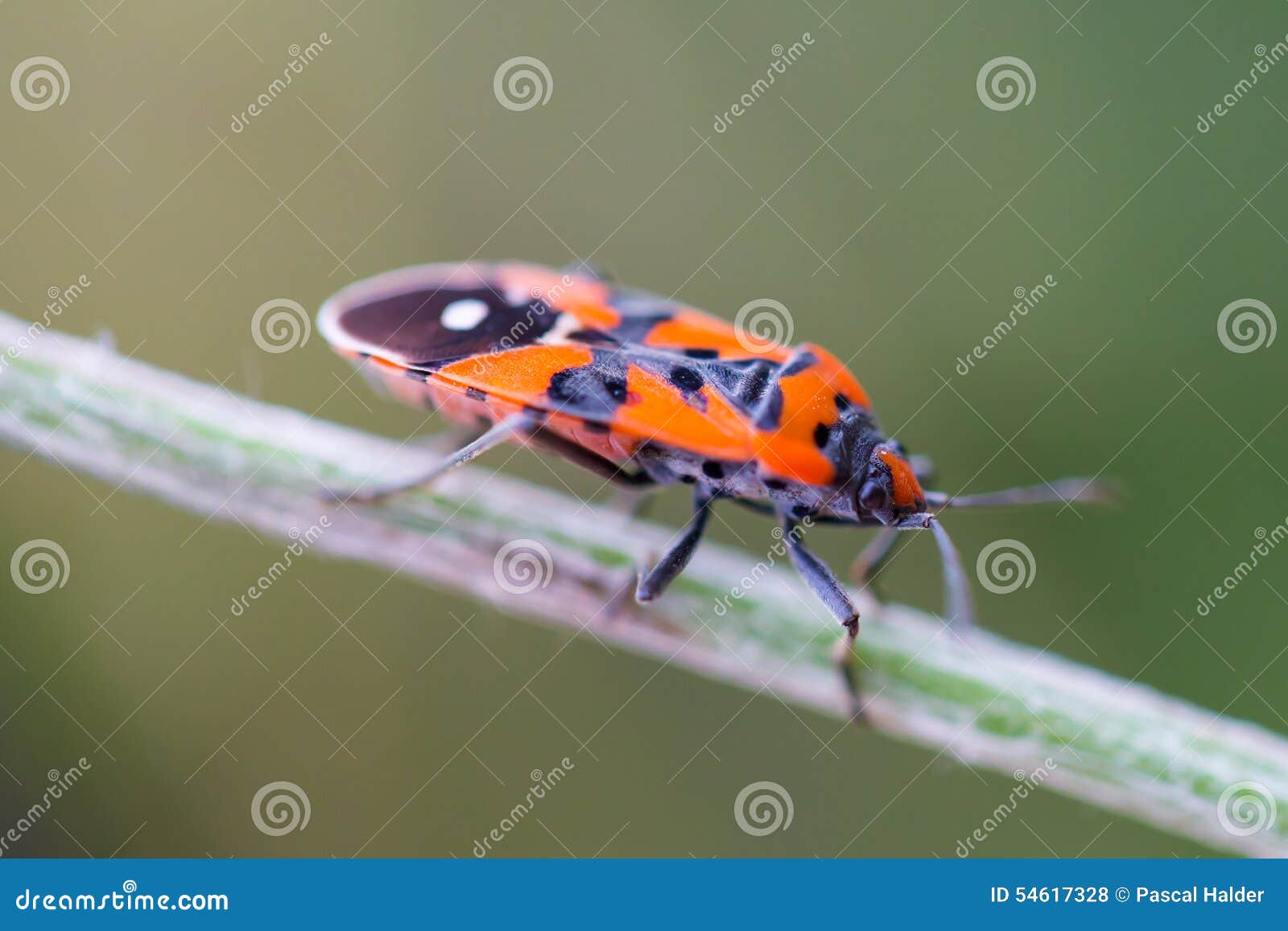 Knight bug stock photo. Image of grass, isolated, closeup - 54617328
