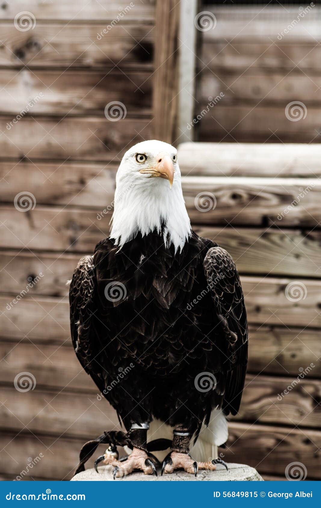 Wonderful Knight White Eagle Stock Photos - Free & Royalty-Free Stock ...