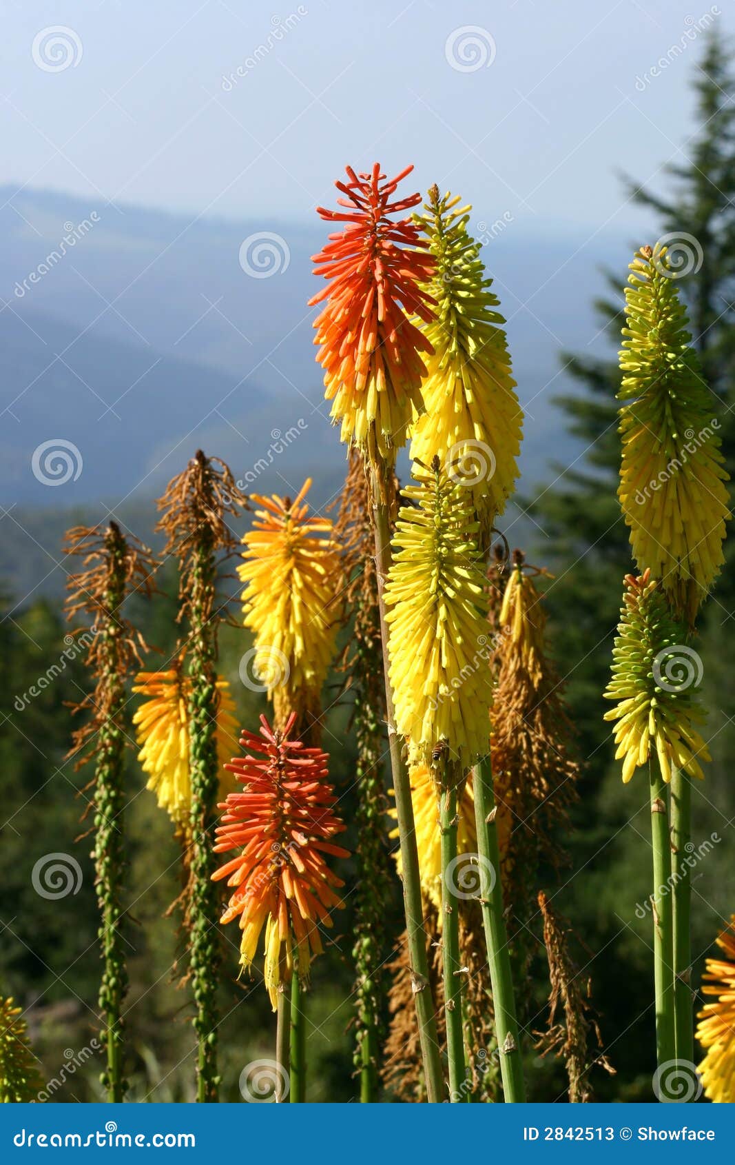 Kniphofia flowers in bloom stock image. Image of colors - 2842513