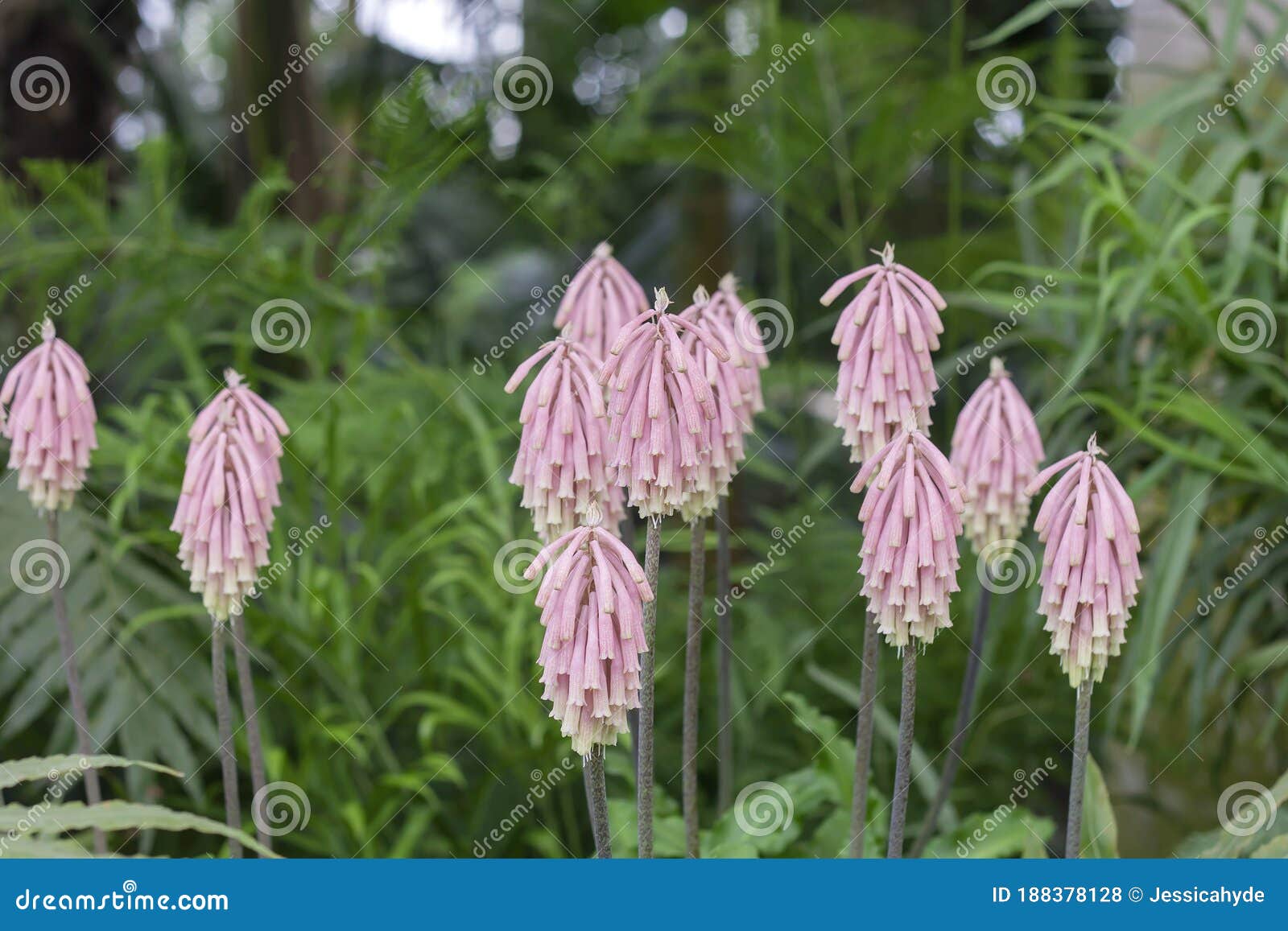 Kniphofia or Torch Lily Pink Flowers Stock Photo - Image of background ...